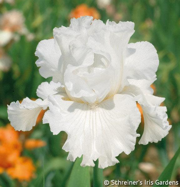 Bearded Iris Colors Shop Bearded Iris by Color White Iris Schreiner s Gardens