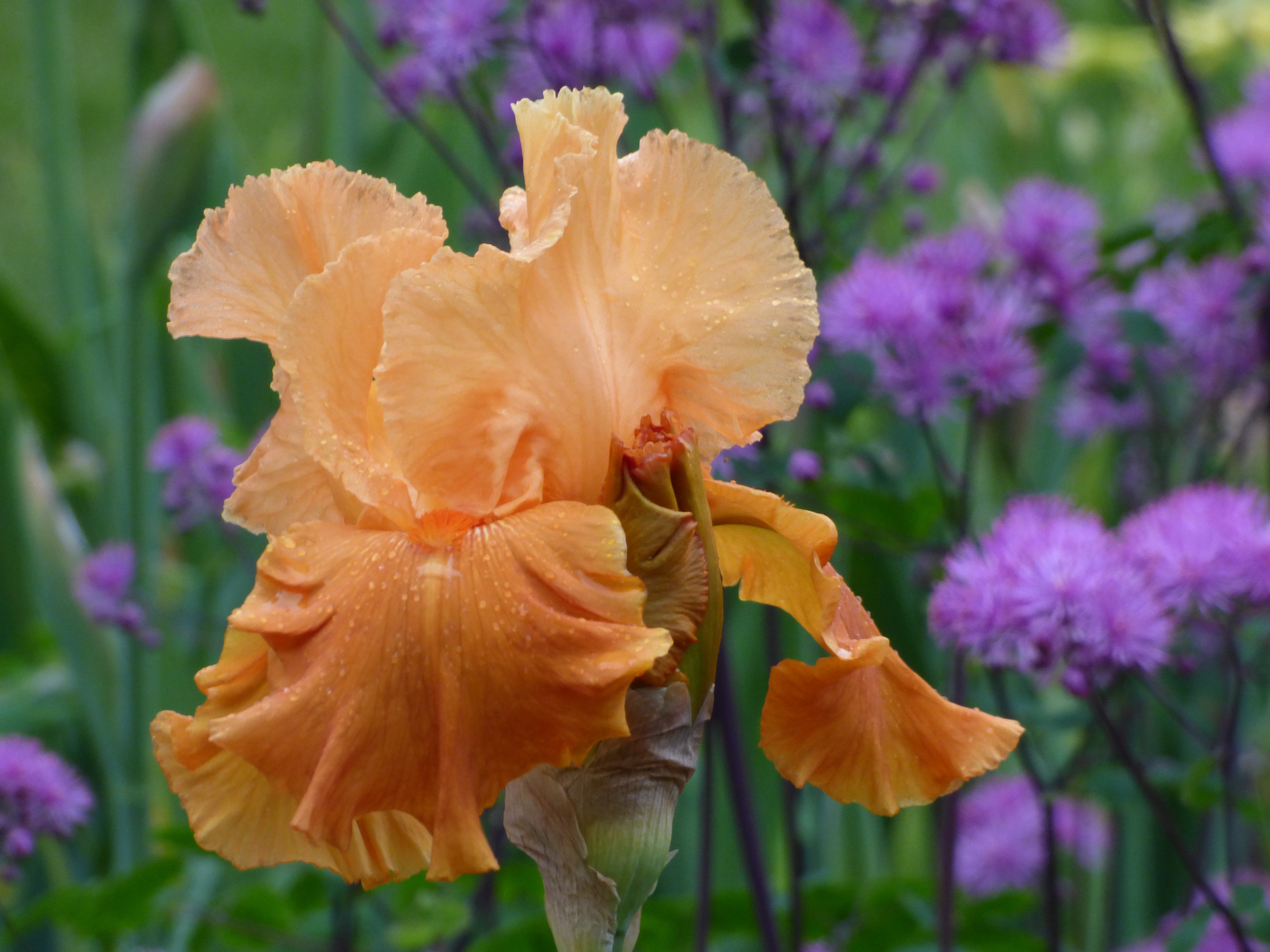 Tapatio | Tall Bearded Iris – Schreiner's Gardens