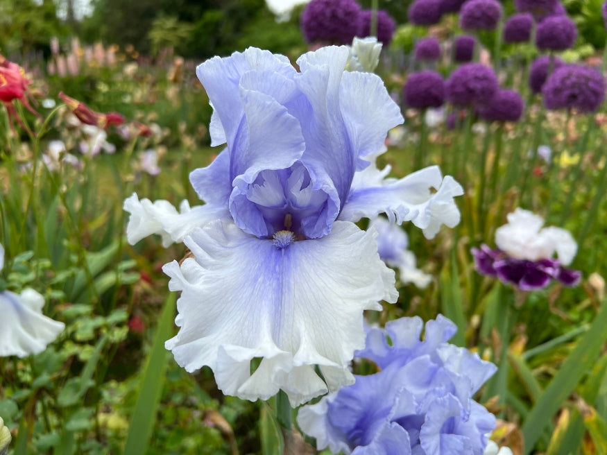Willamette Mist (Iris) – Schreiner's Gardens