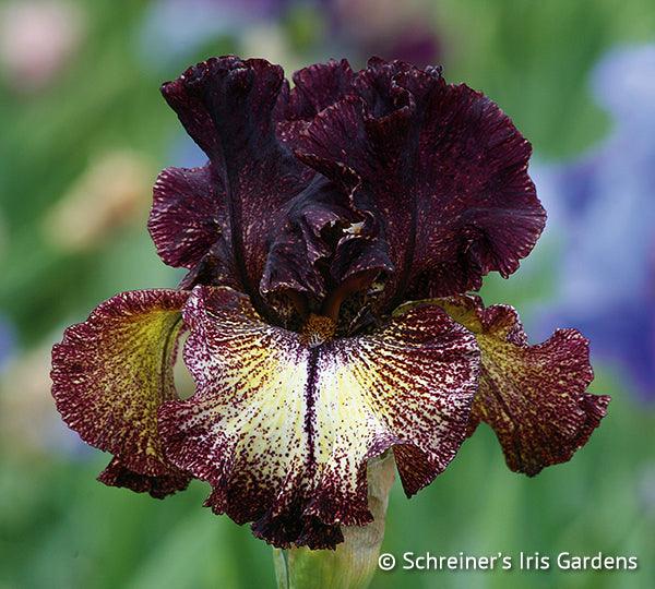 Sorbonne | Tall Bearded Iris – Schreiner's Gardens