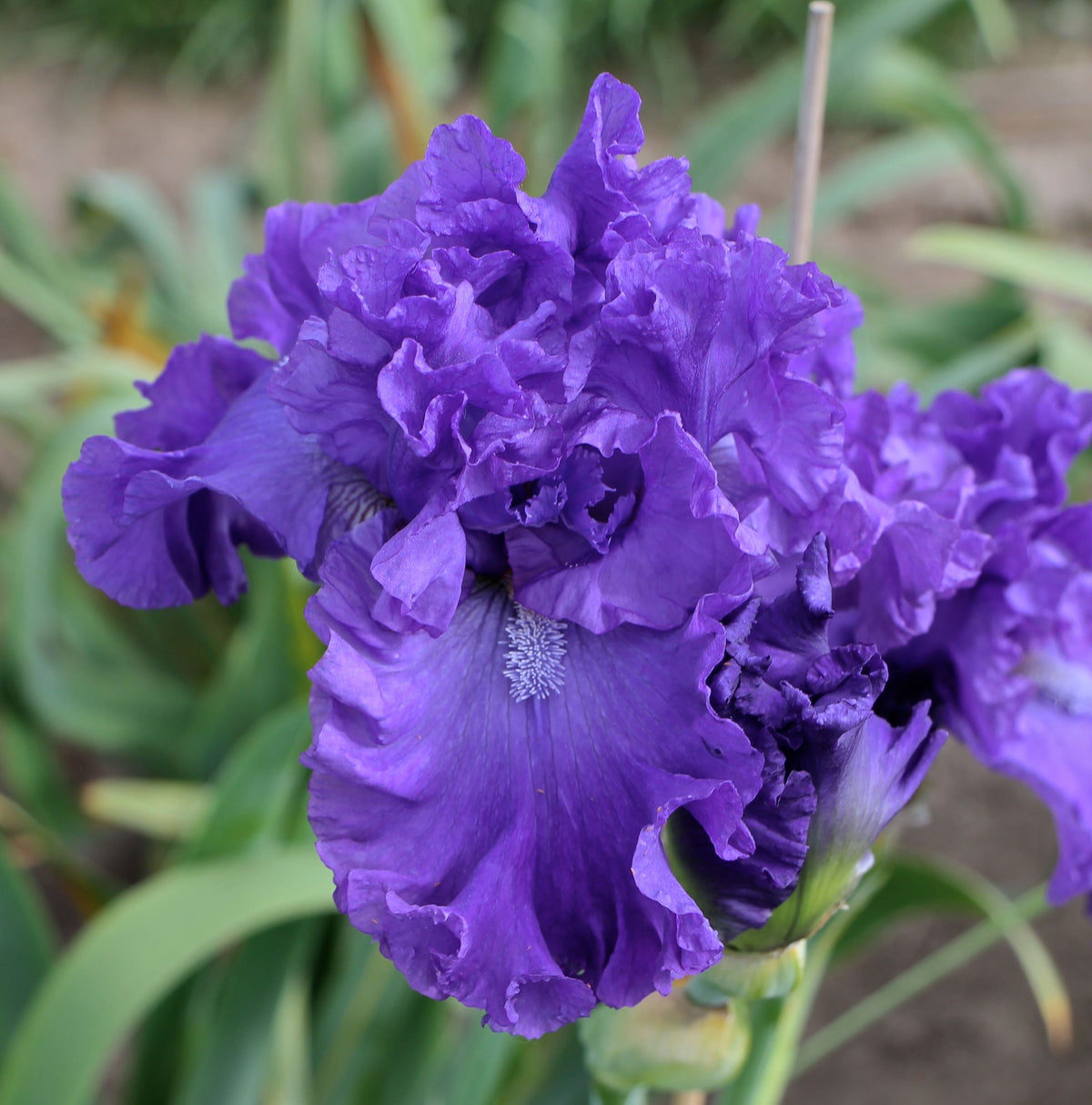 Brad Collins Introductions – Schreiner's Gardens