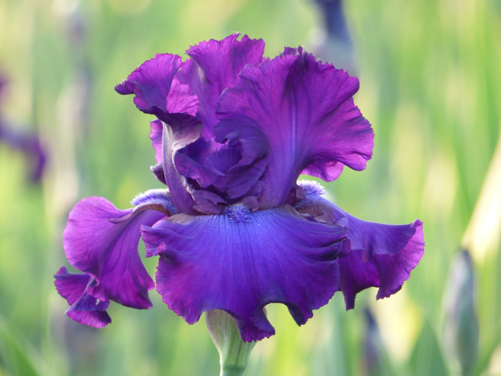 Bearded Iris | Bearded Iris – Page 9 – Schreiner's Gardens