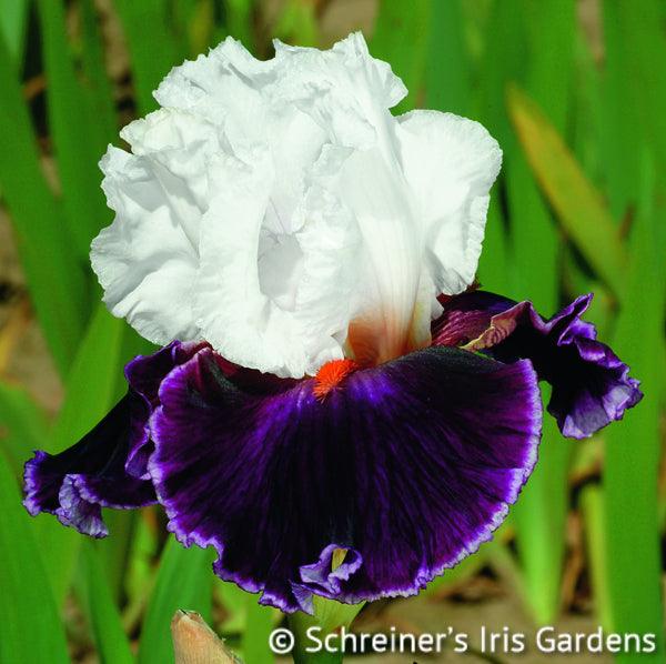 Amoena – Schreiner's Gardens