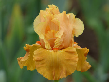 Tall Bearded Iris | Iris Planting – Schreiner's Gardens