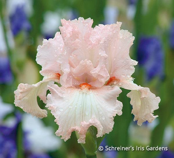 Bearded Iris Colors | Shop Bearded Iris by Color Pink Iris – Schreiner ...