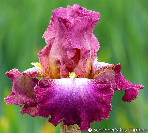 Bearded Iris Colors | Shop Bearded Iris by Color Rose Iris – Schreiner ...