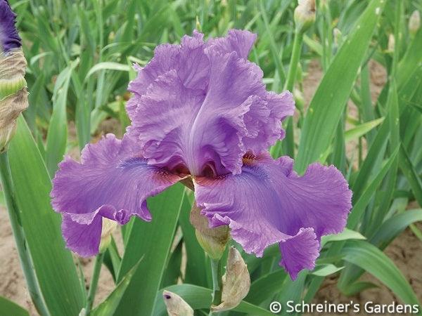 Bearded Iris Colors | Shop Bearded Iris by Color Lavender Iris ...