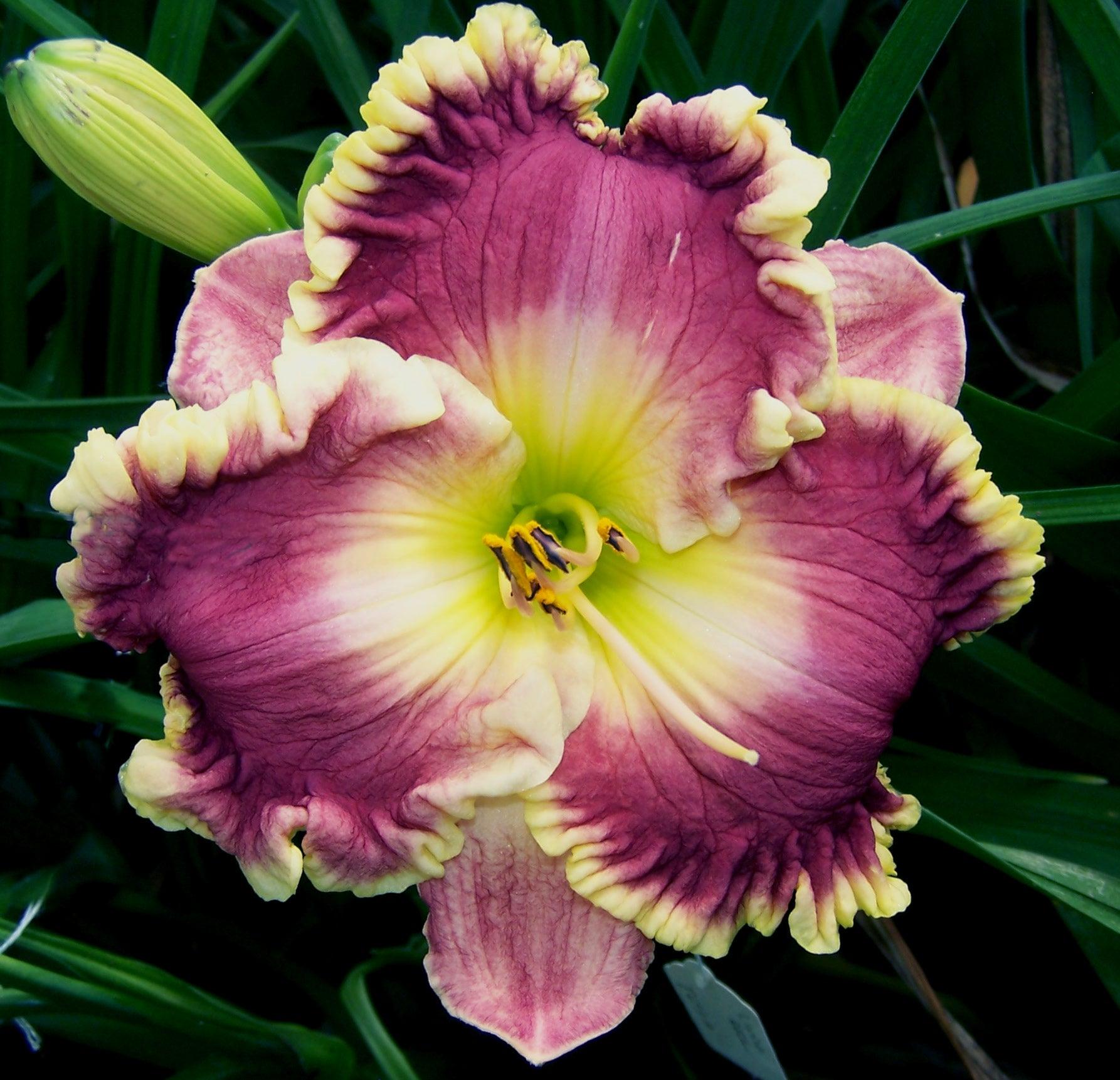 Modern Daylilies|Bill Maryott Daylilies Shop Fragrant Daylilies ...
