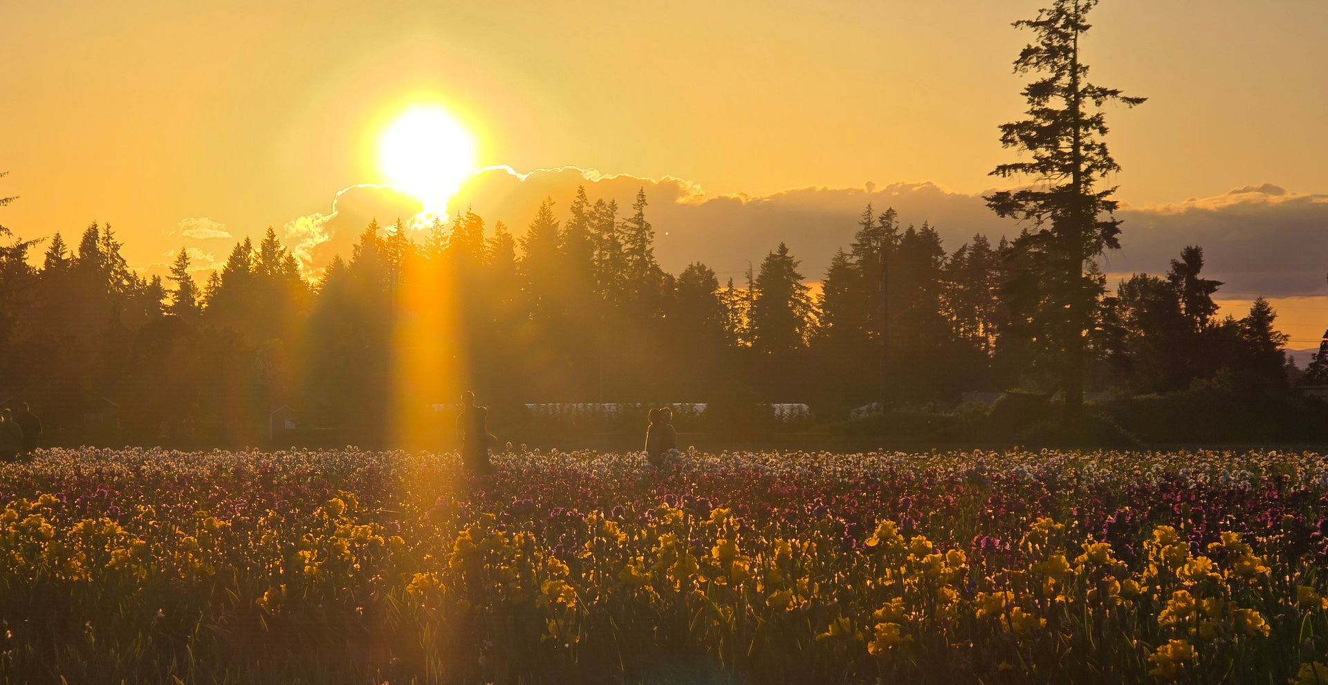 Golden Hour Event – Schreiner's Gardens