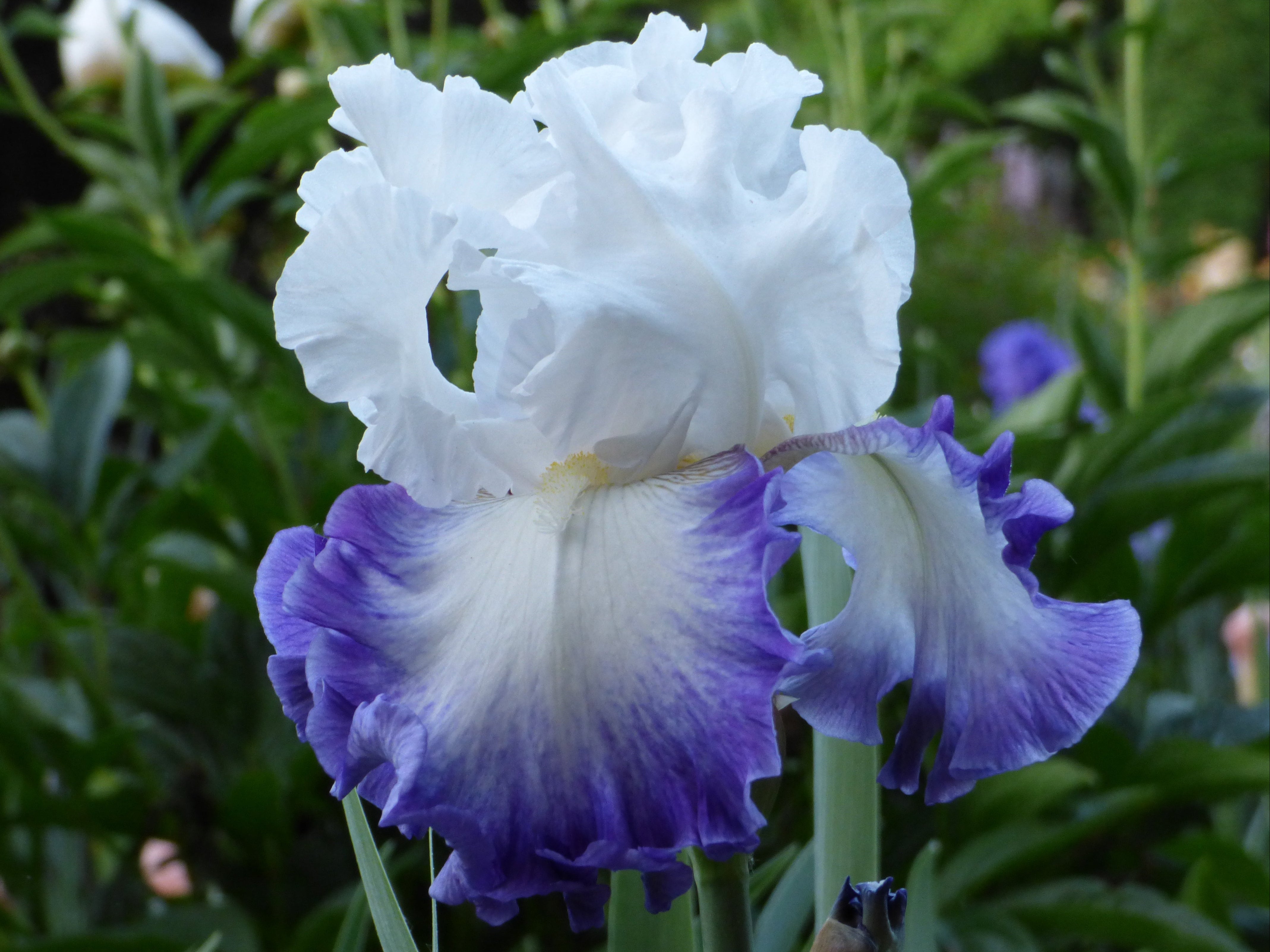 Alsea Falls | Tall Bearded Iris – Schreiner's Gardens