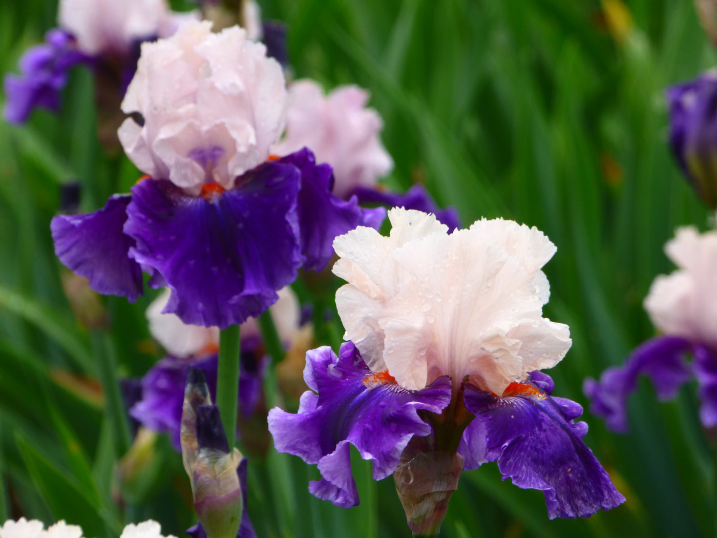 Aello | Tall Bearded Iris – Schreiner's Gardens