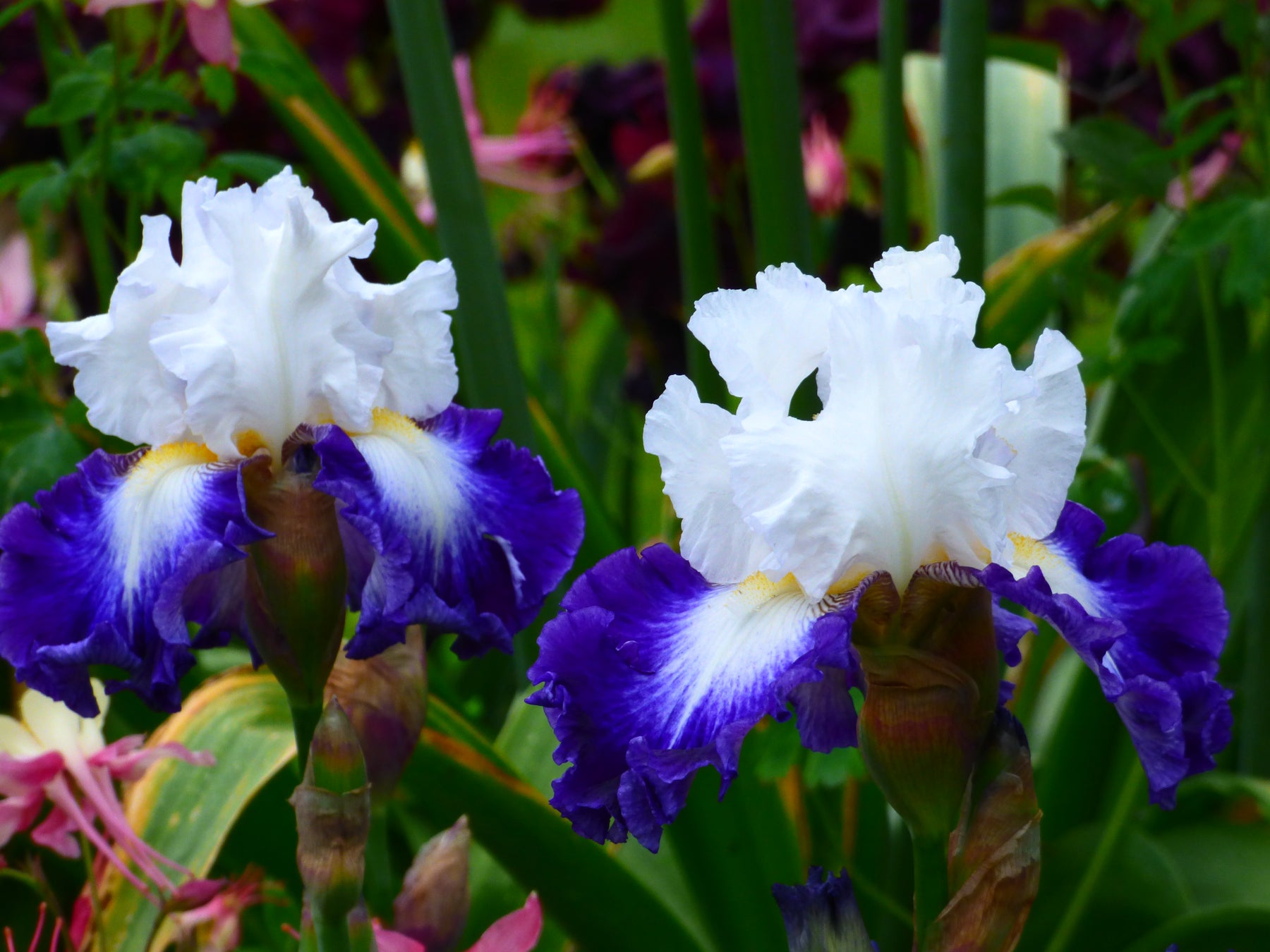 Alsea Falls | Tall Bearded Iris – Schreiner's Gardens