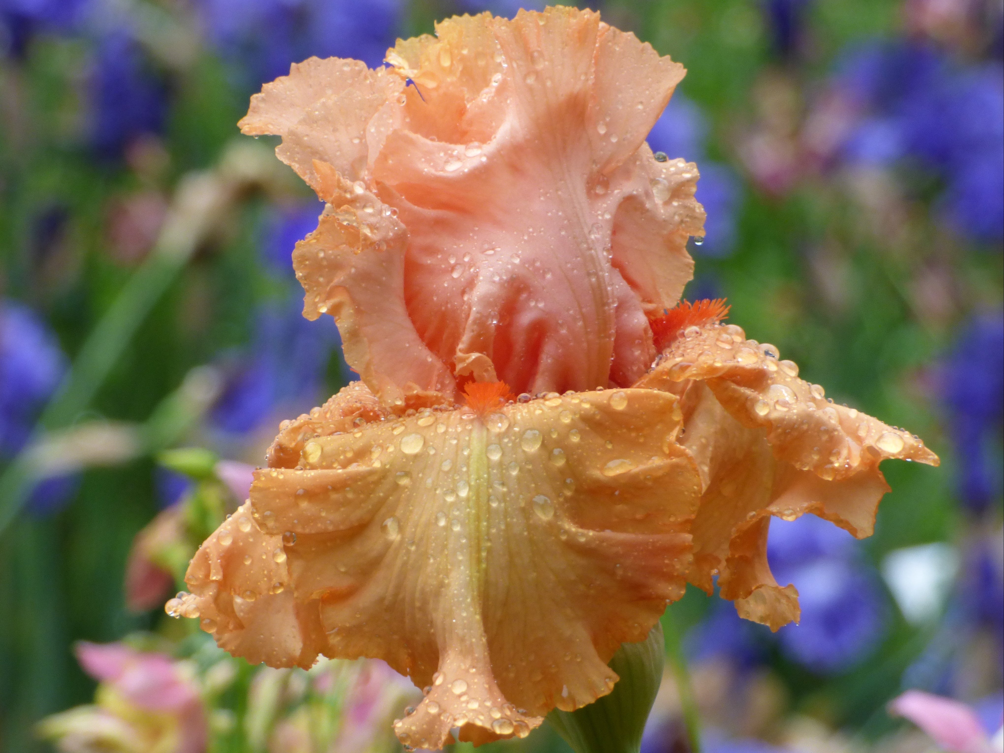 Autumn Riesling | Tall Bearded Iris – Schreiner's Gardens