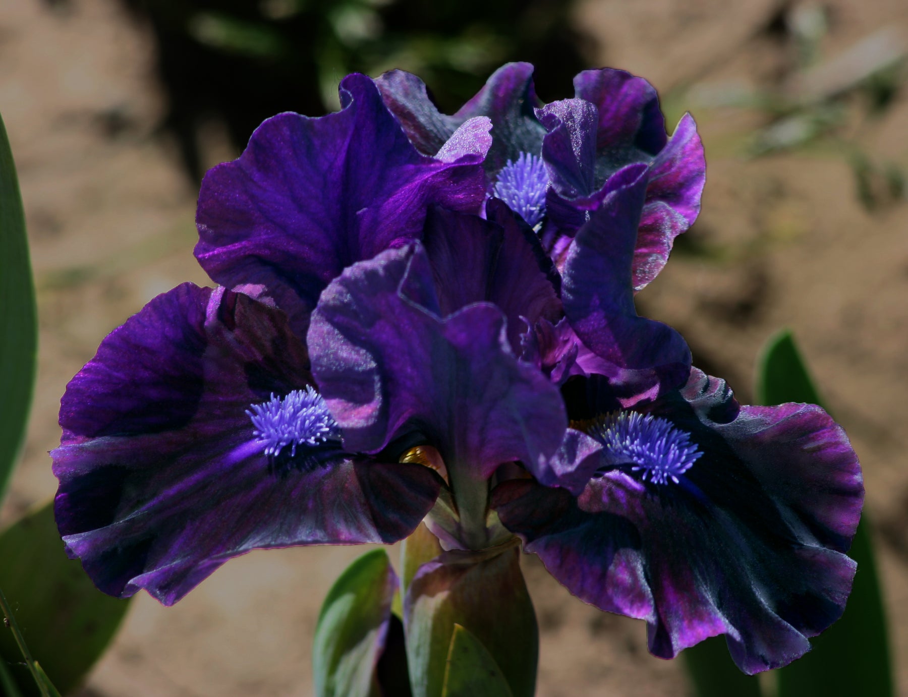 Barnie | Dwarf Bearded Iris – Schreiner's Gardens