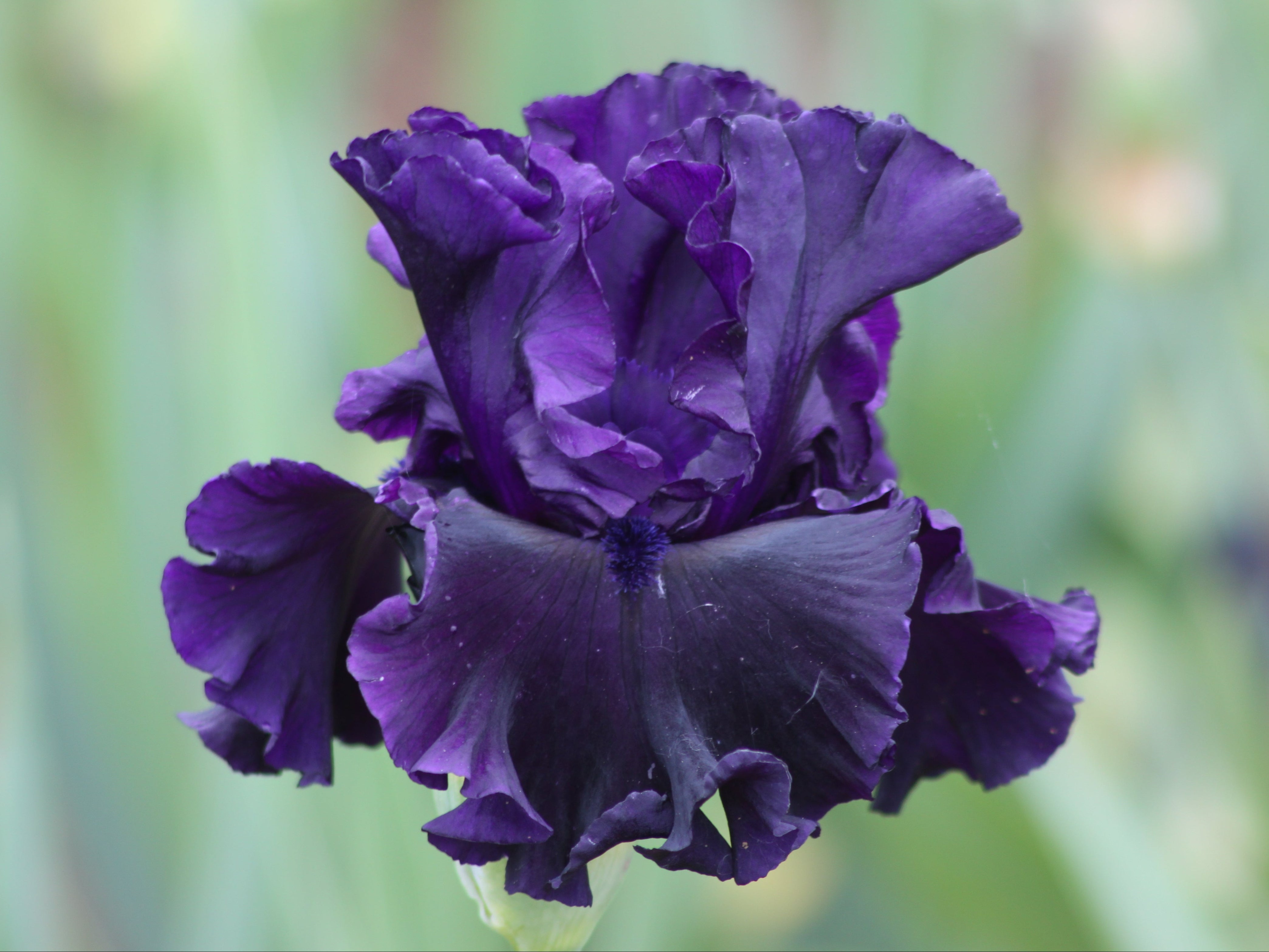 Black Lipstick | Tall Bearded Iris – Schreiner's Gardens