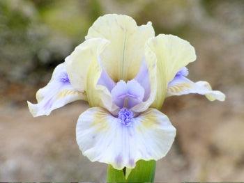 Blue Oasis – Schreiner's Gardens