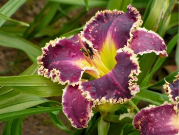 Briar Patch | Spring Daylily Catalog – Schreiner's Gardens