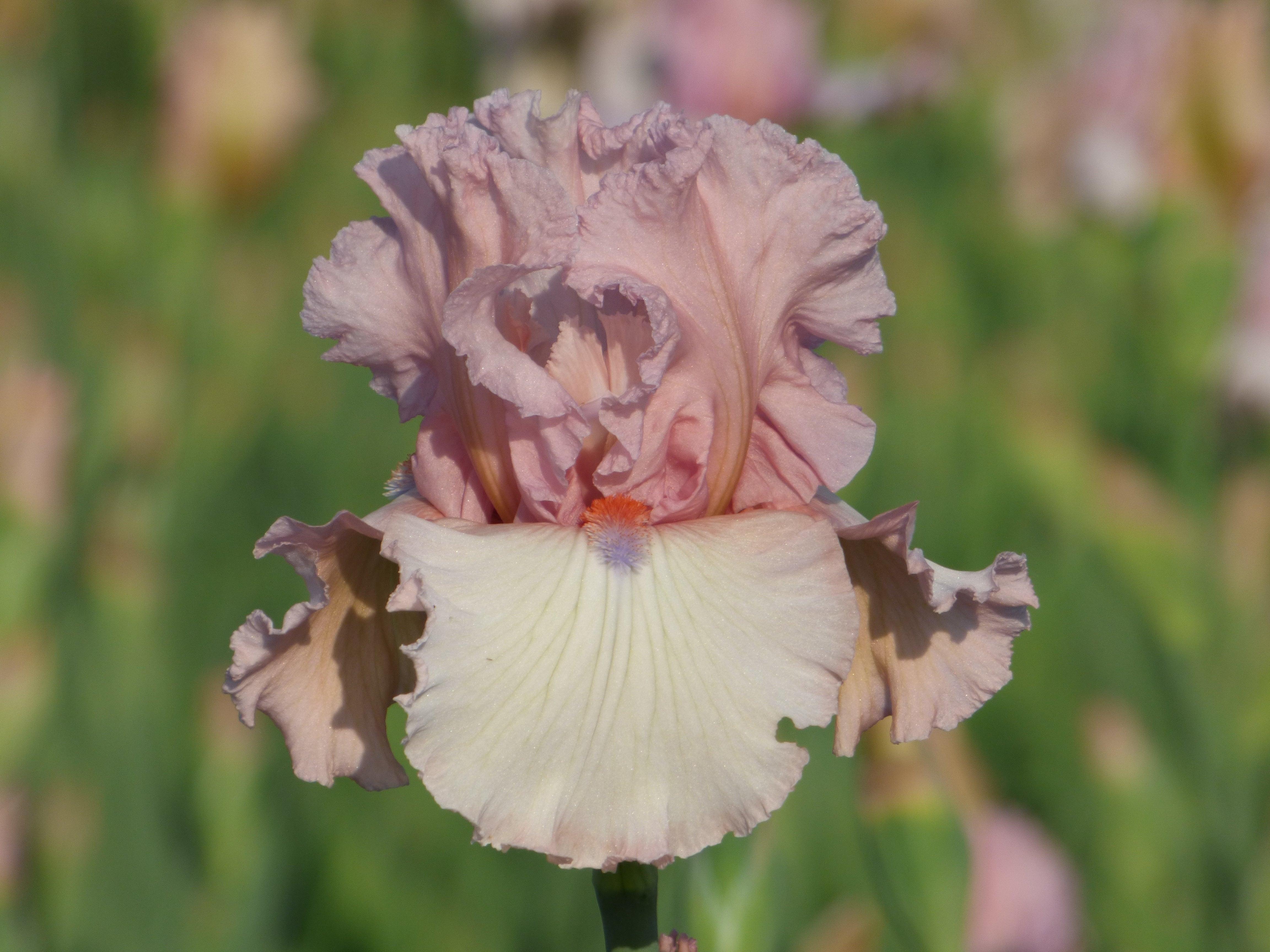 Island Blush – Schreiner's Gardens