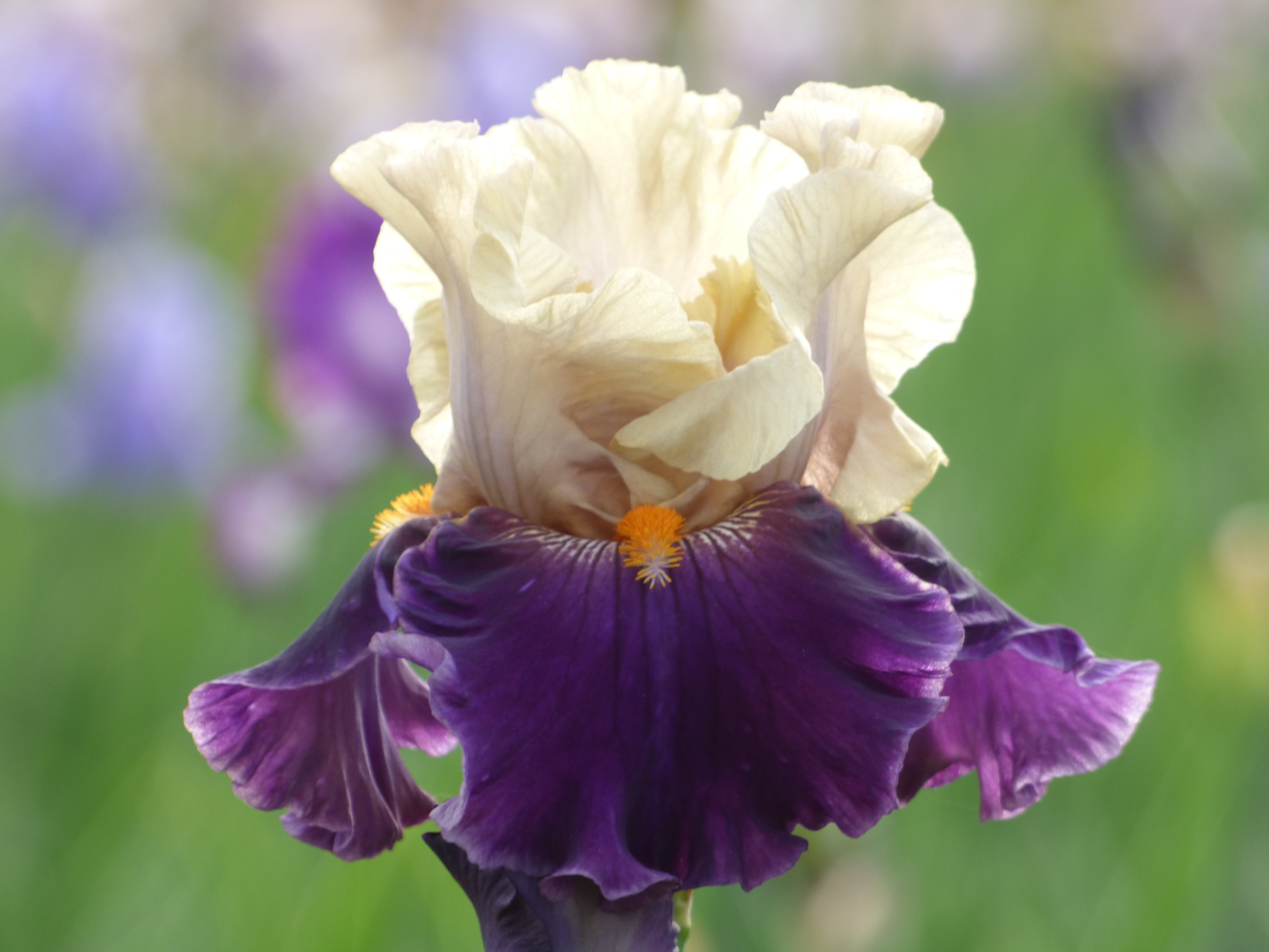 Centurion Suit | Tall Bearded Iris – Schreiner's Gardens