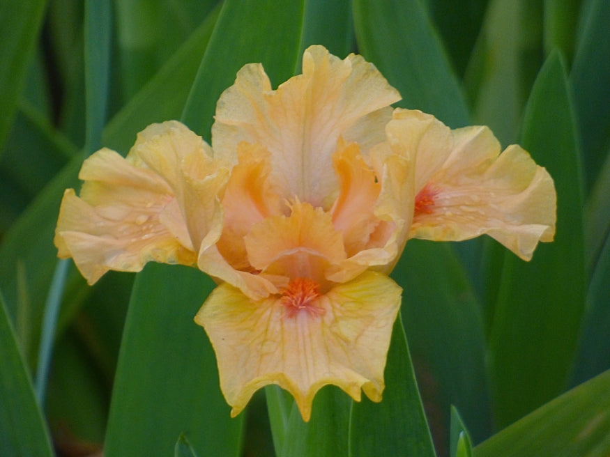 Cheebie | Standard Dwarf Bearded Iris – Schreiner's Gardens