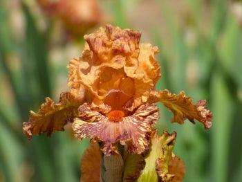 Cheetah Cheese | Tall Bearded Iris – Schreiner's Gardens