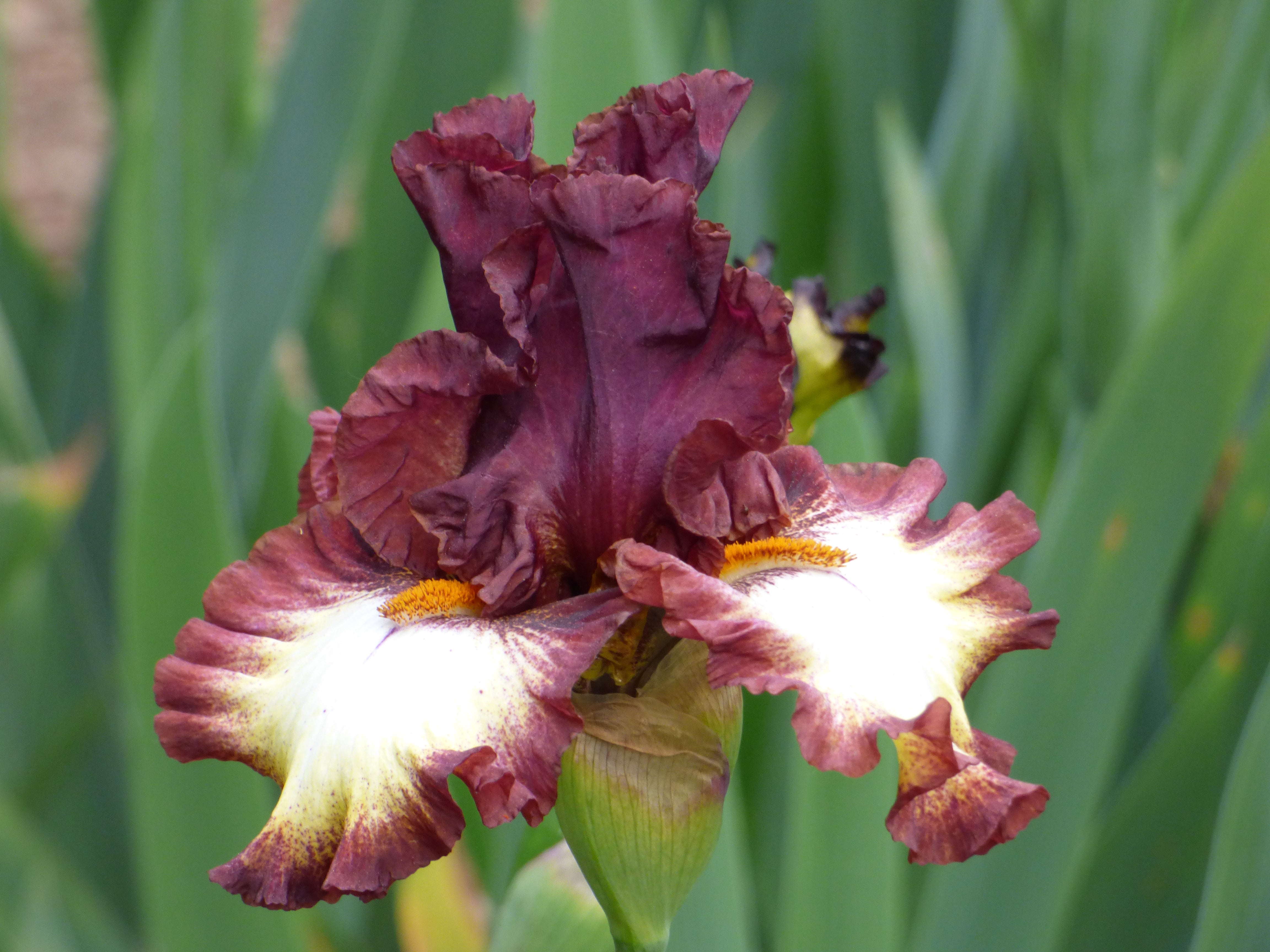Class Ring | Tall Bearded Iris – Schreiner's Gardens