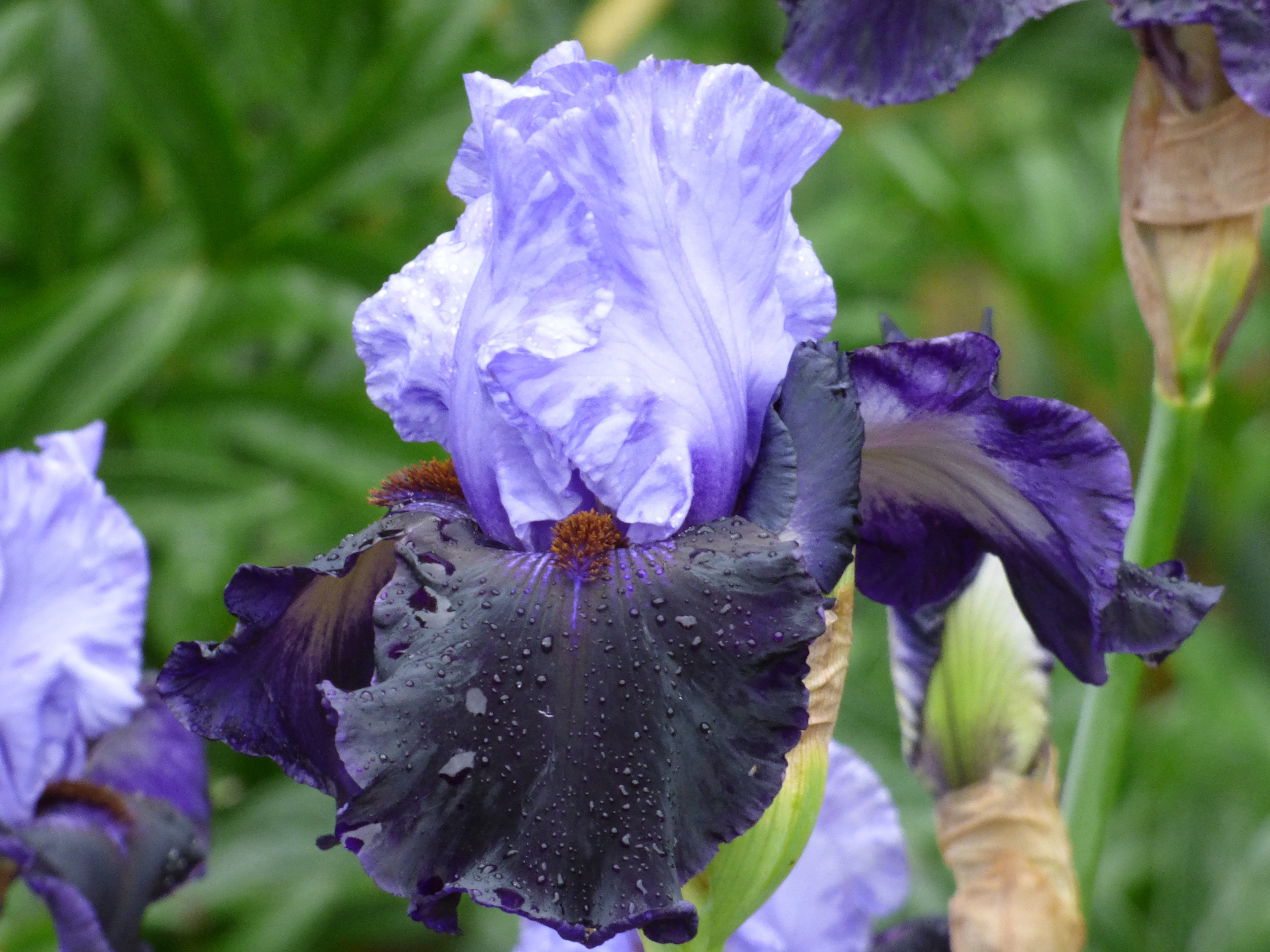 Dangerous Mood | Tall Bearded Iris – Schreiner's Gardens