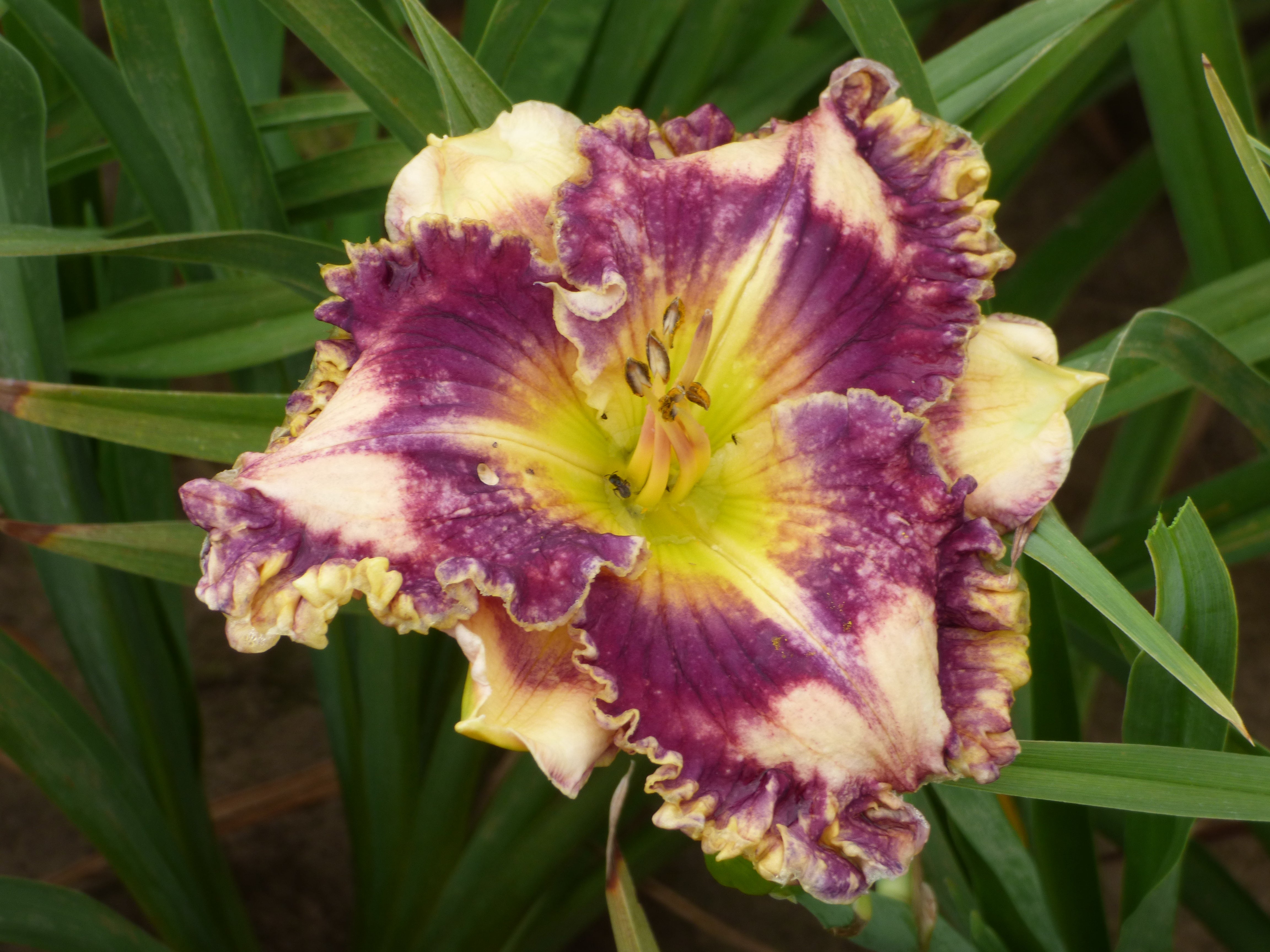 Double Helix | Maryott Daylilies – Schreiner's Gardens