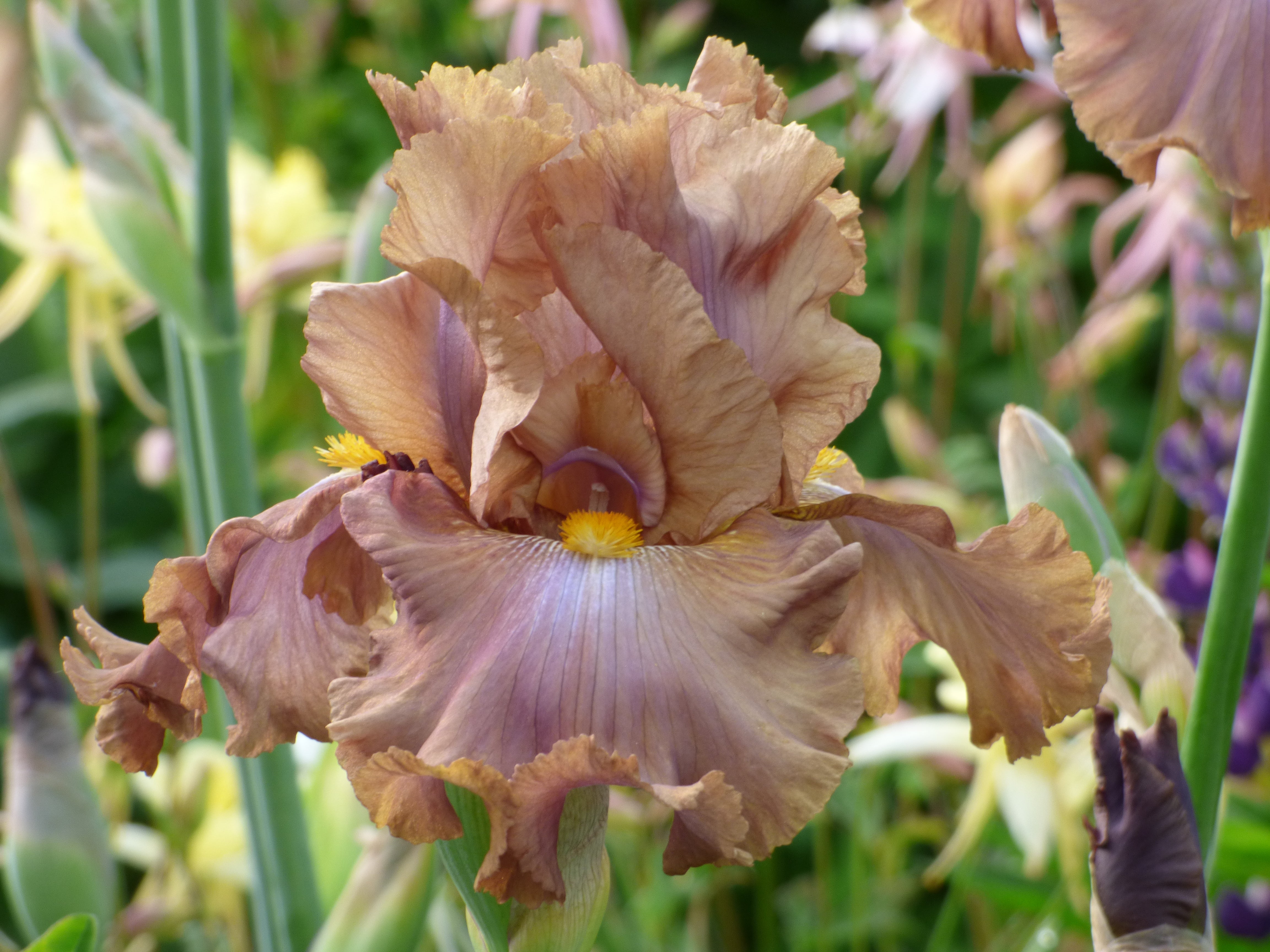Downtown Brown | Tall Bearded Iris – Schreiner's Gardens