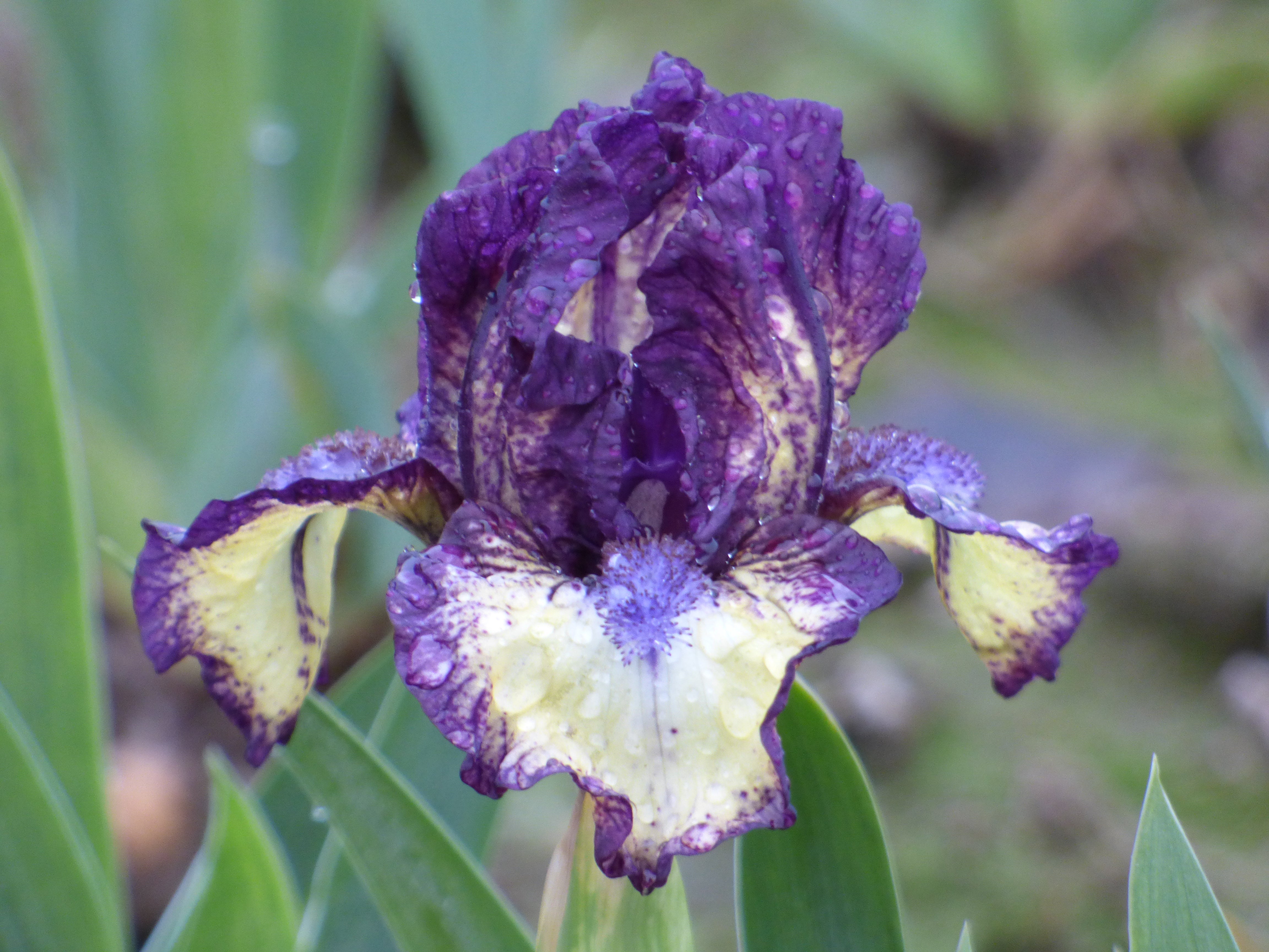 Dubs | Dwarf Bearded Iris – Schreiner's Gardens