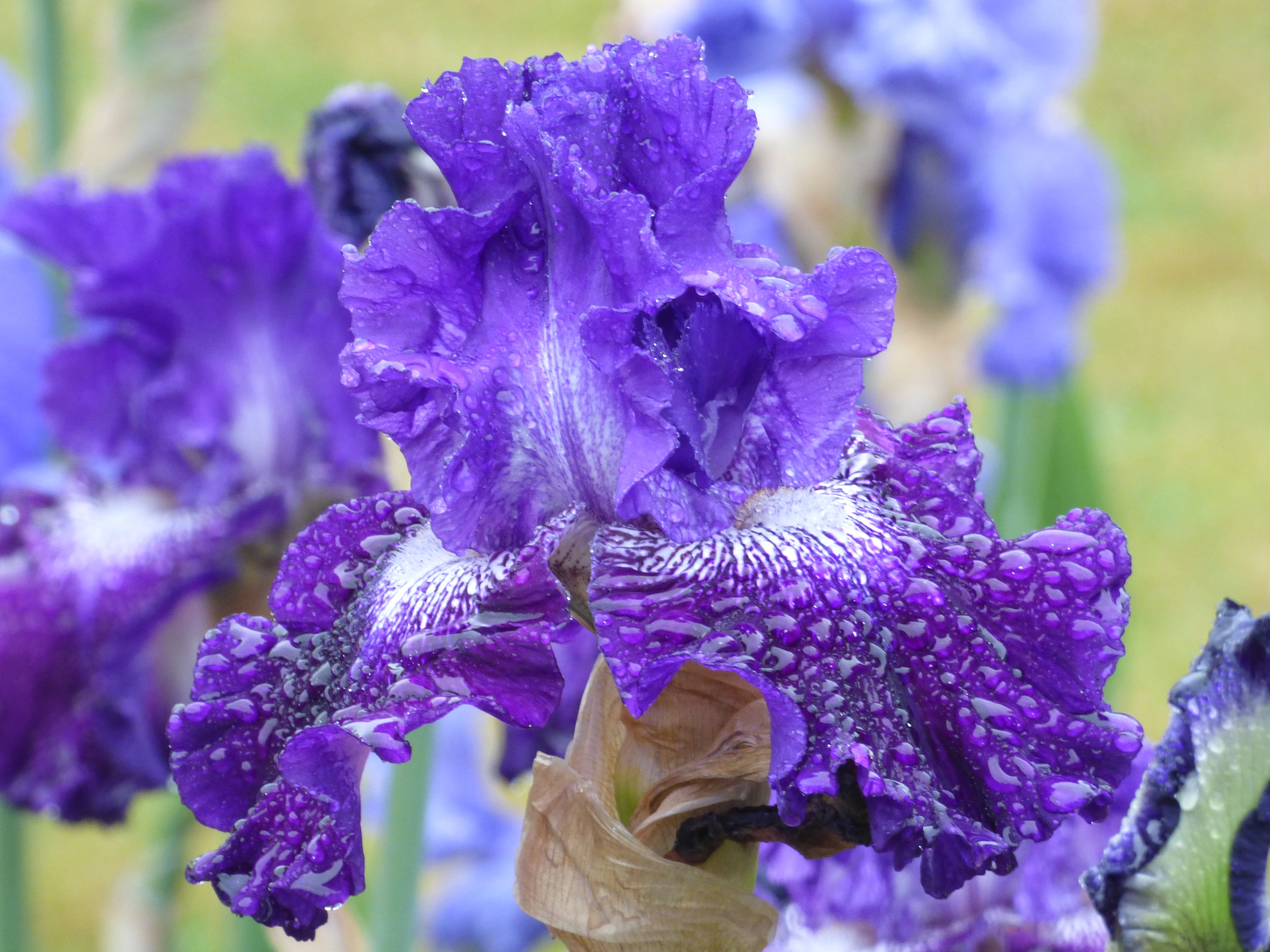 Fiddlin' Around | Tall Bearded Iris – Schreiner's Gardens