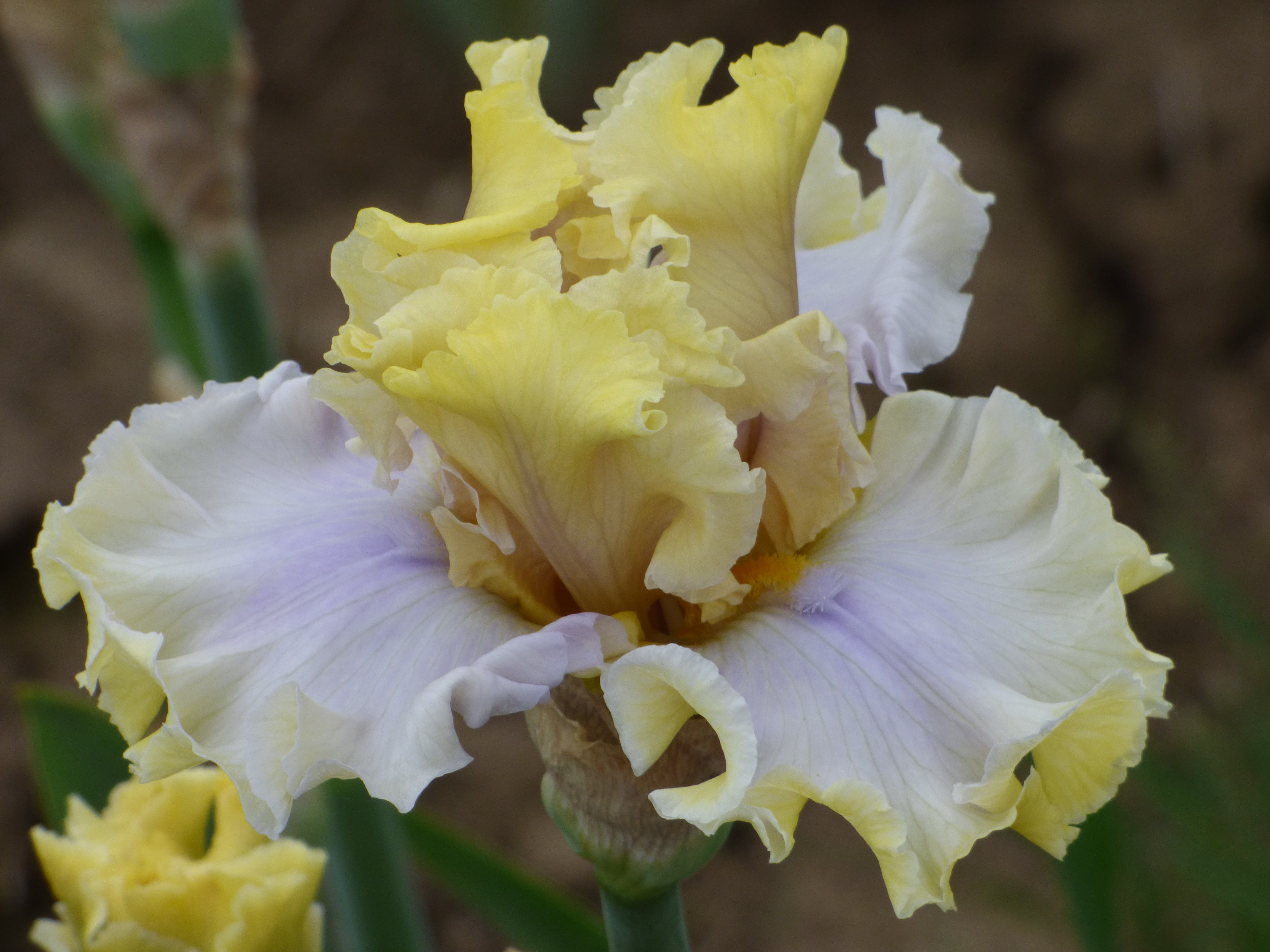 Gentle Manner | Tall Bearded Iris – Schreiner's Gardens