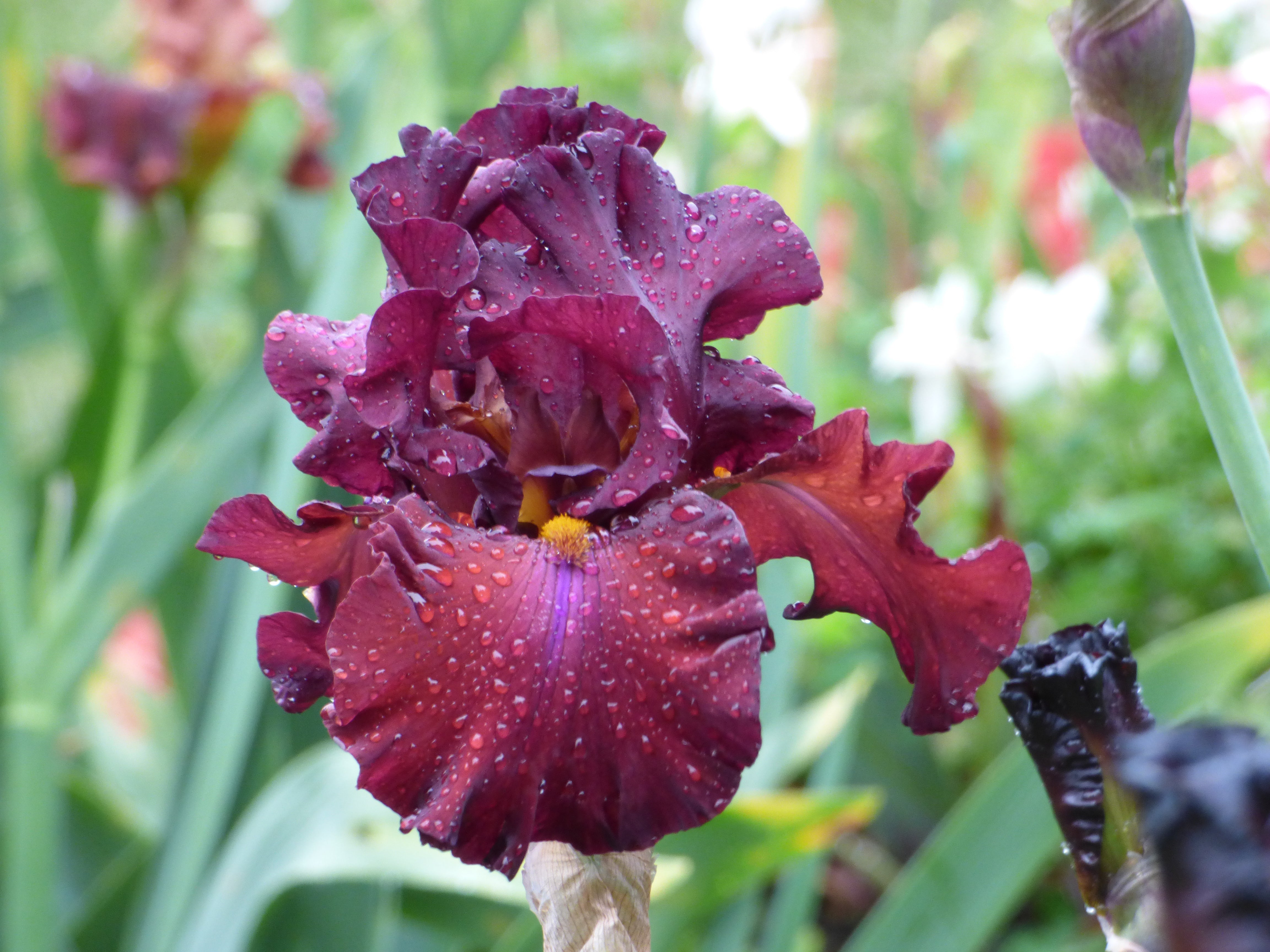 Grateful Red | Tall Bearded Iris – Schreiner's Gardens