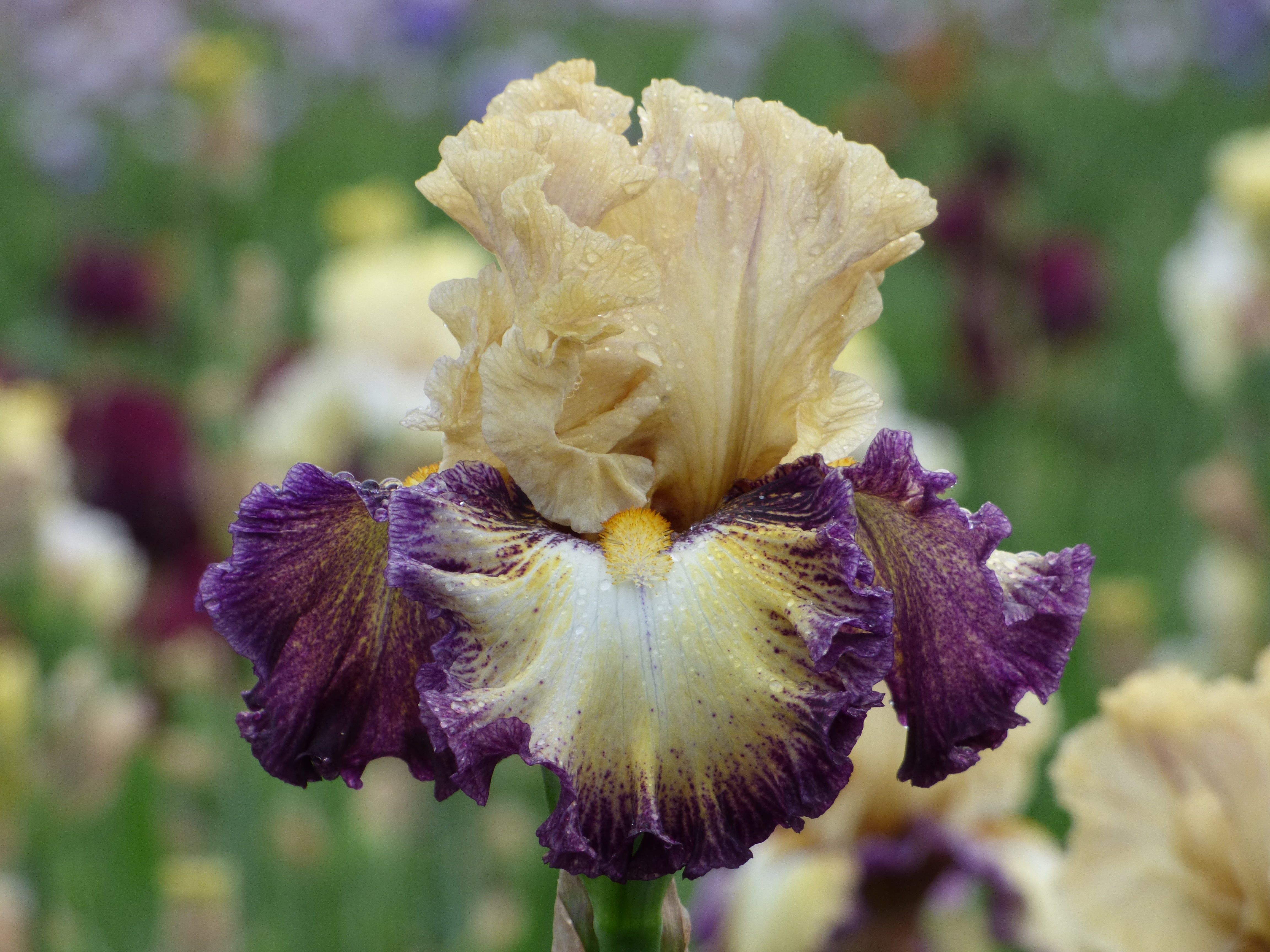 Hold The Line | Tall Bearded Iris – Schreiner's Gardens