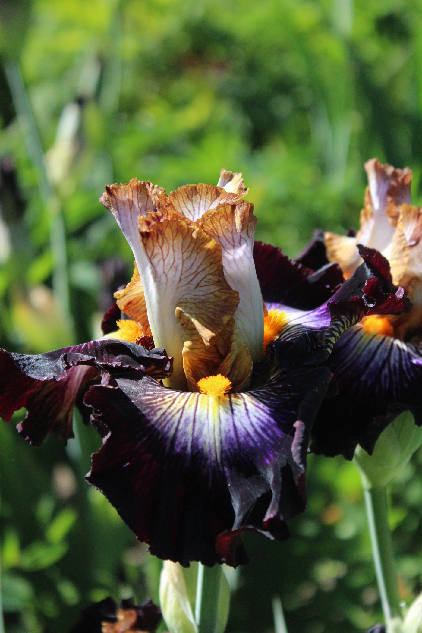 Mixed Signals – Schreiner's Gardens