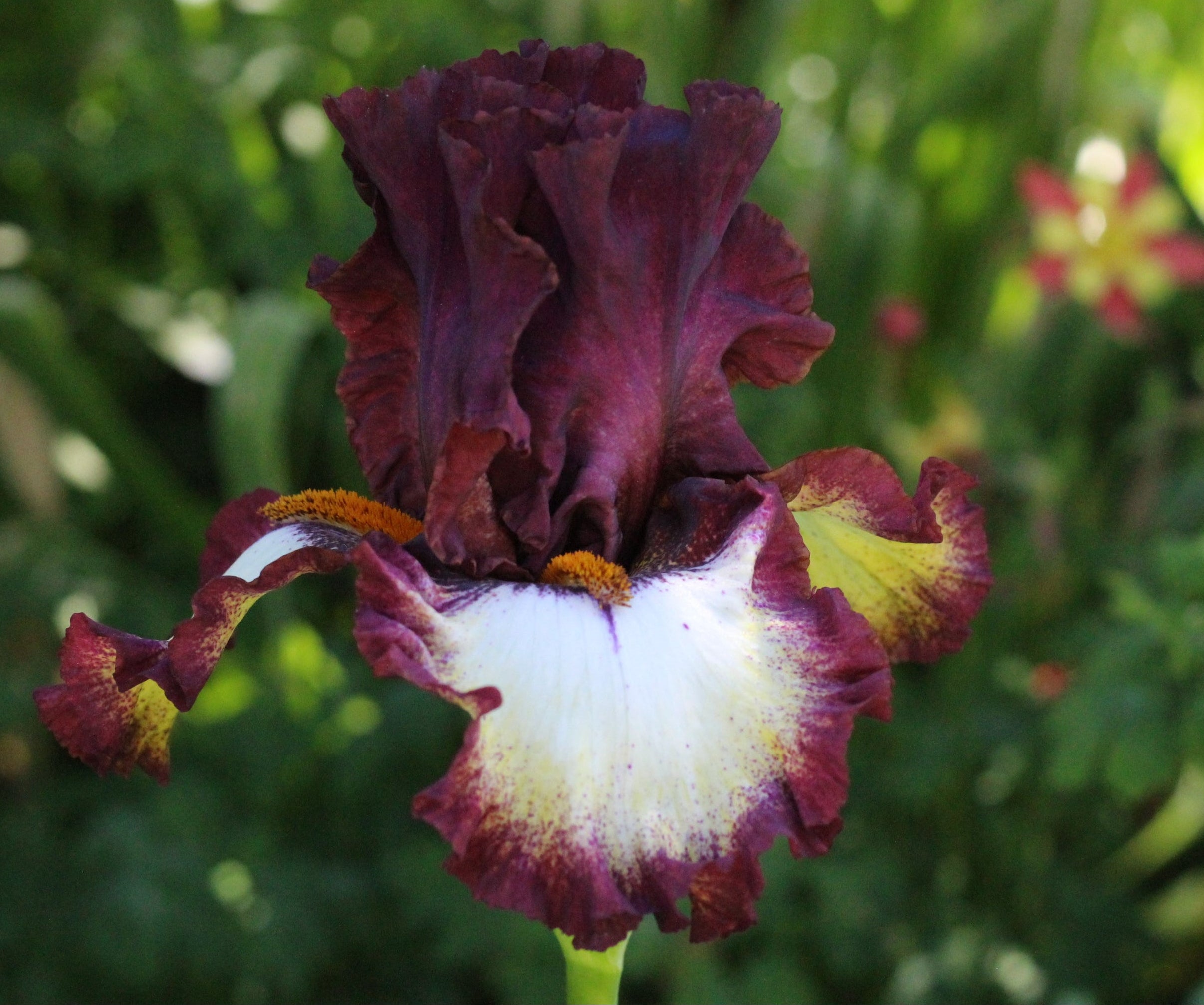 Class Ring | Tall Bearded Iris – Schreiner's Gardens