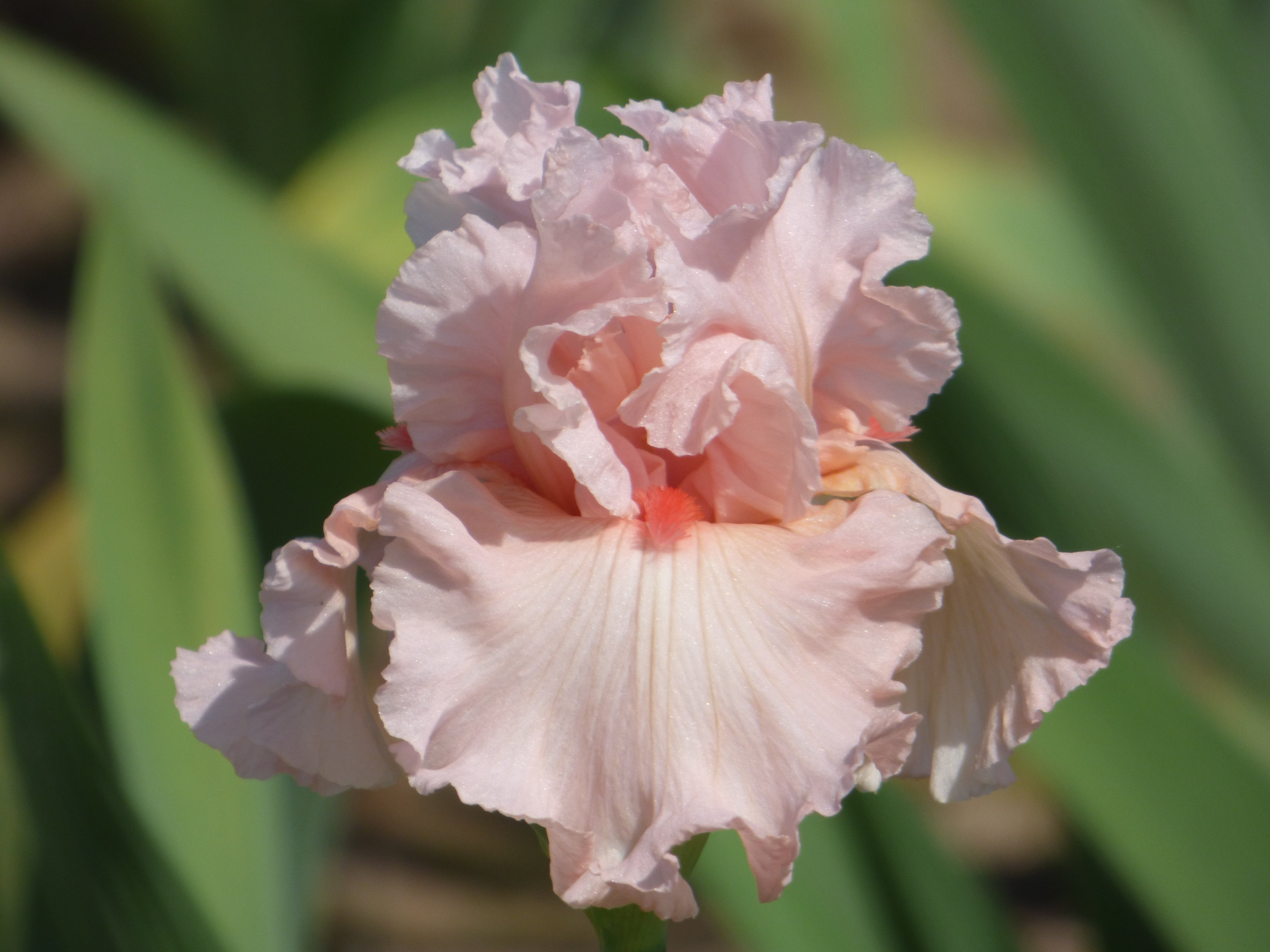 Irish Beauty | Tall Bearded Iris – Schreiner's Gardens