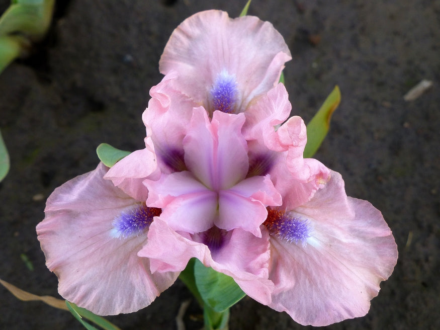 It's Amazing | Dwarf Bearded Iris – Schreiner's Gardens