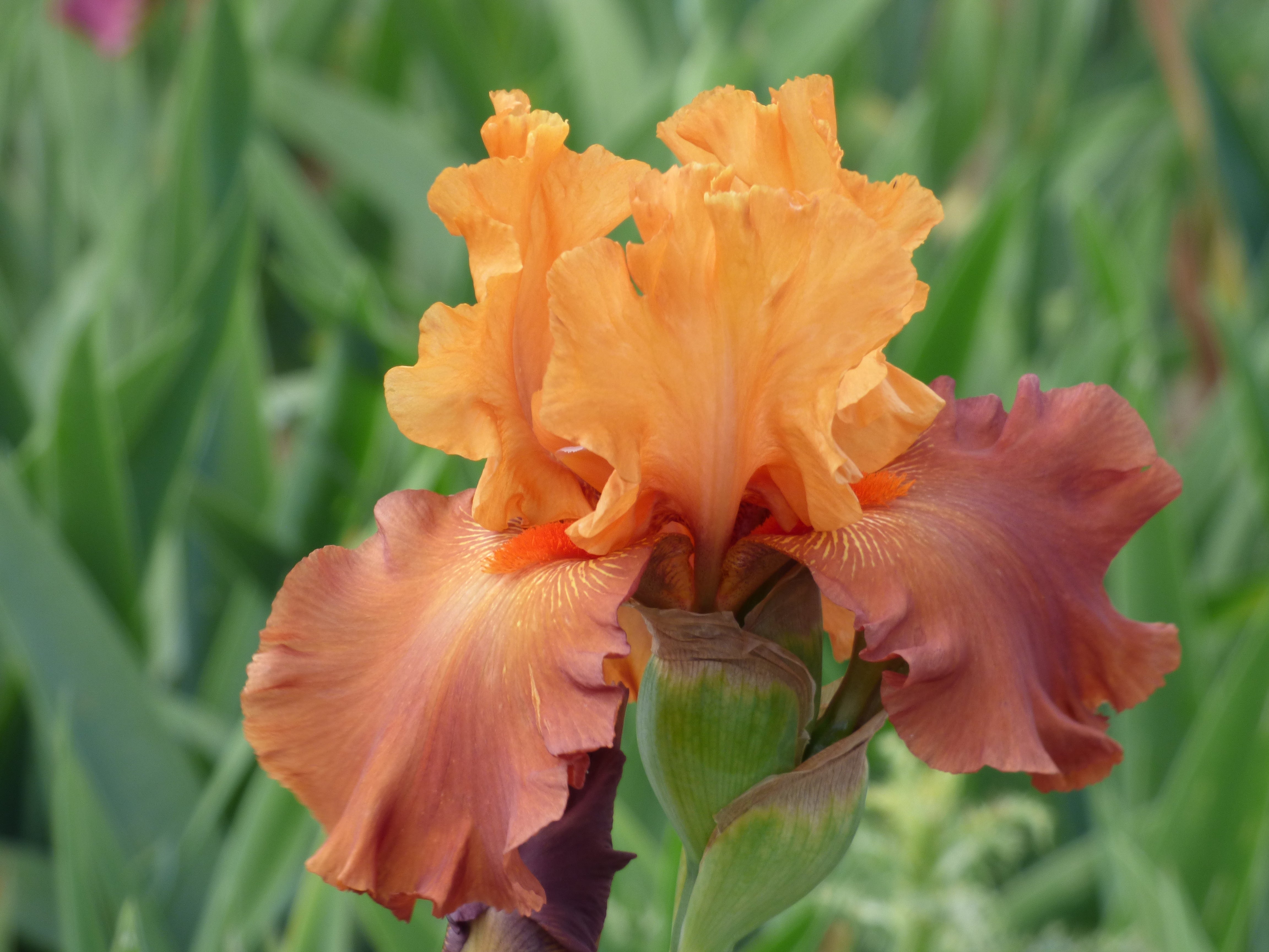 Lovely Senorita | Tall Bearded Iris – Schreiner's Gardens