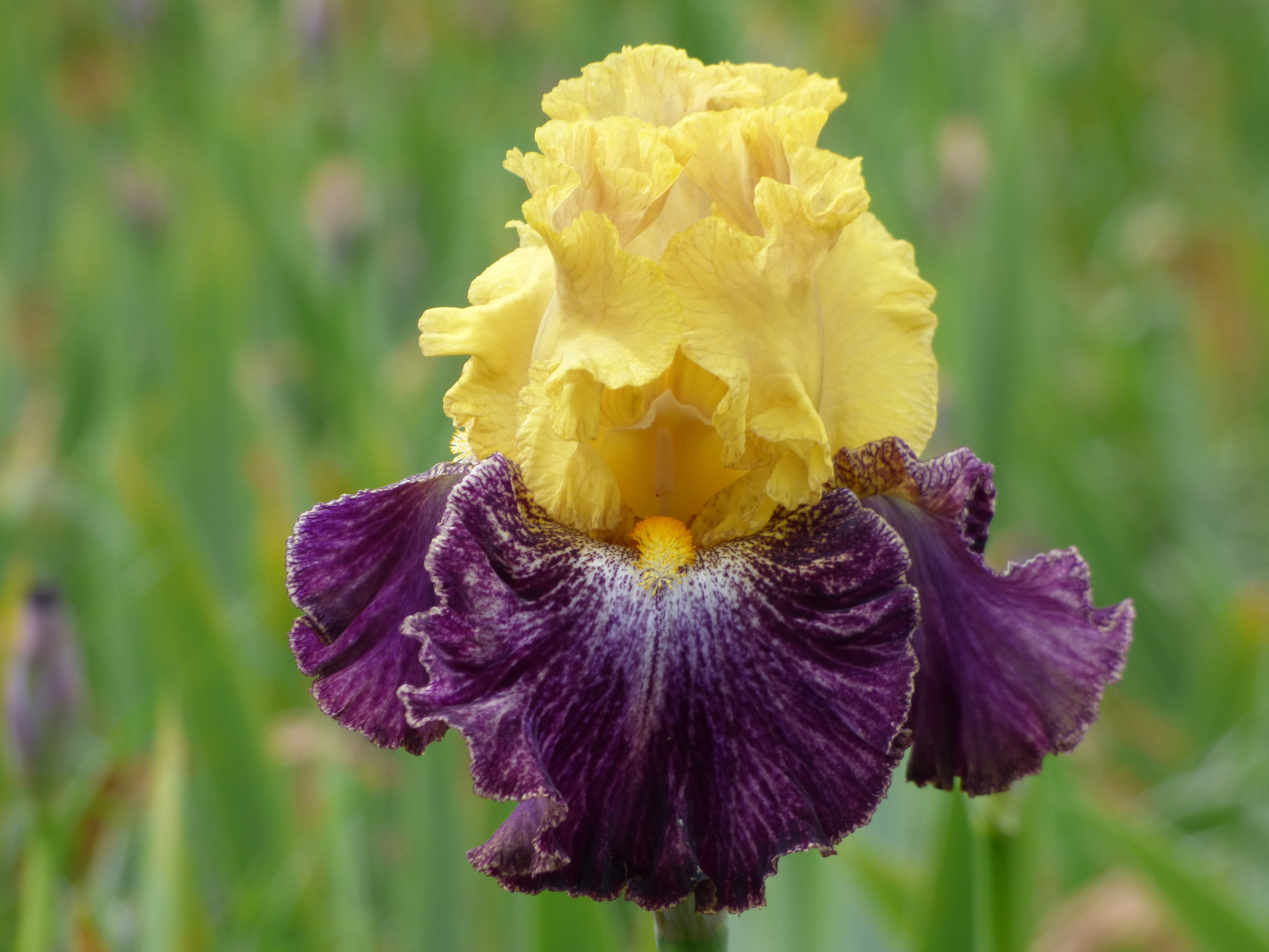 Mendacity | Tall Bearded Iris – Schreiner's Gardens
