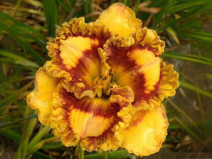 Neapolitan Delight - Coming Summer 2025 – Schreiner's Gardens