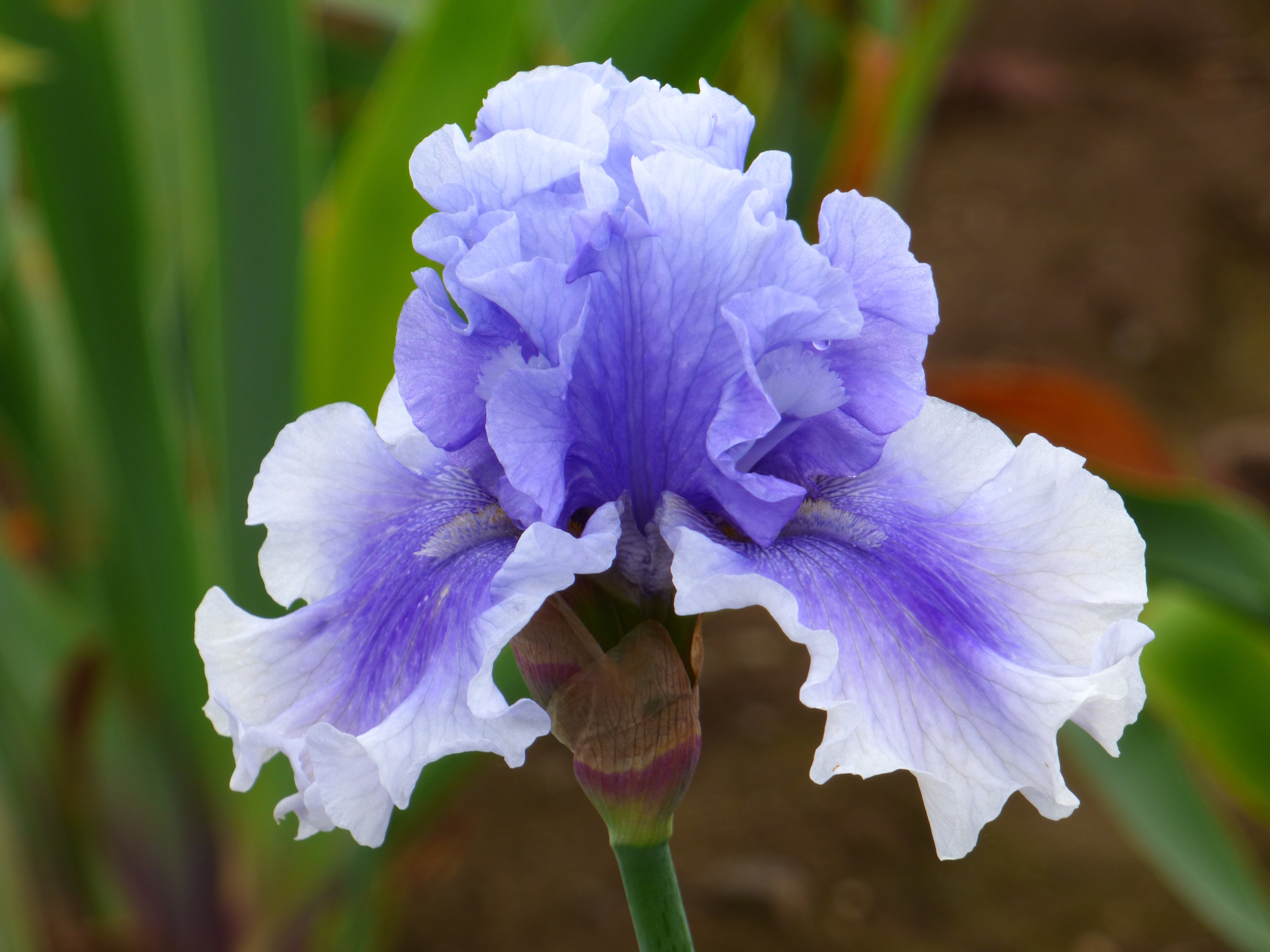 Niagara Mist | Tall Bearded Iris – Schreiner's Gardens