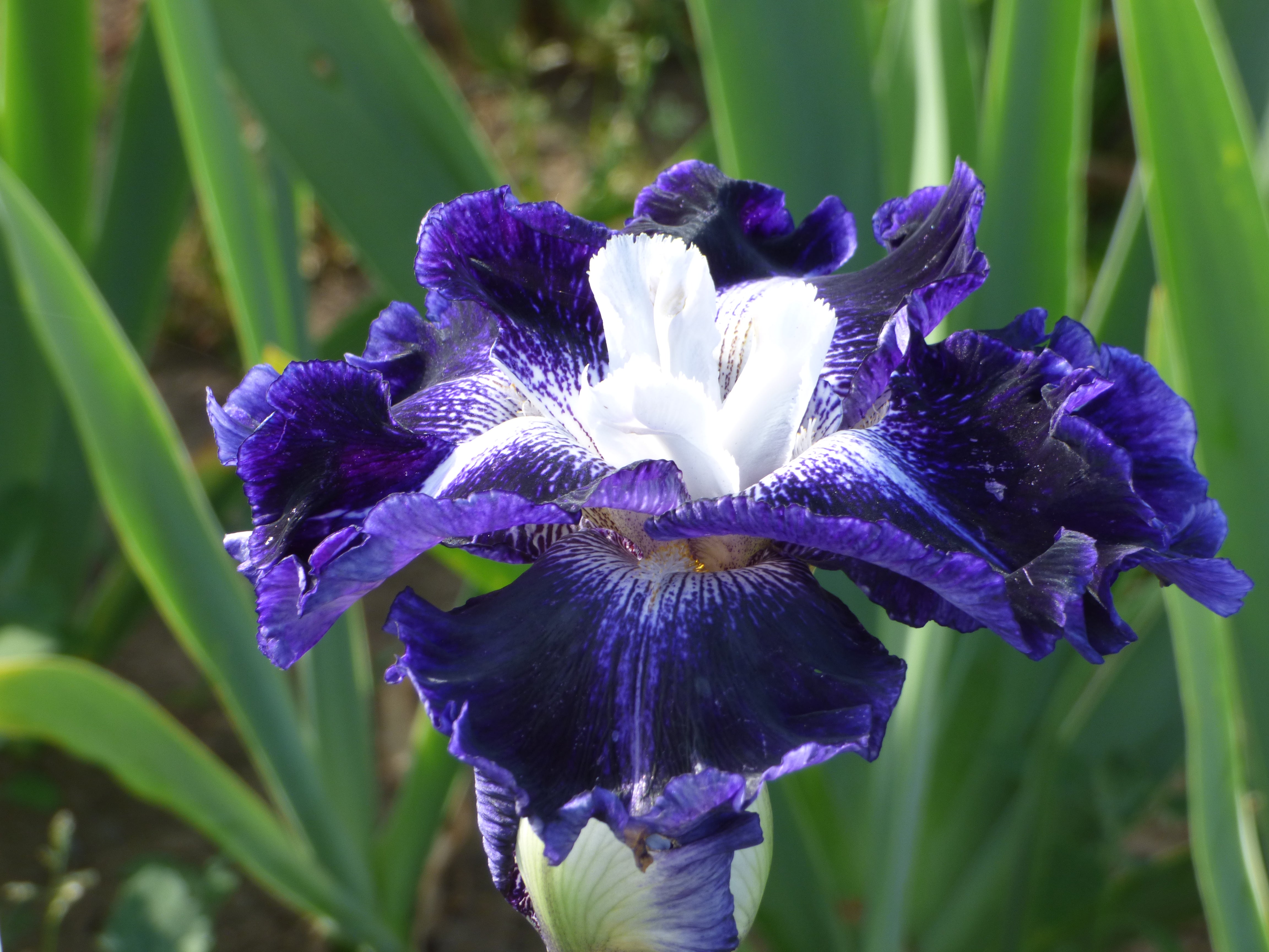 Old Sport | Tall Bearded Iris – Schreiner's Gardens