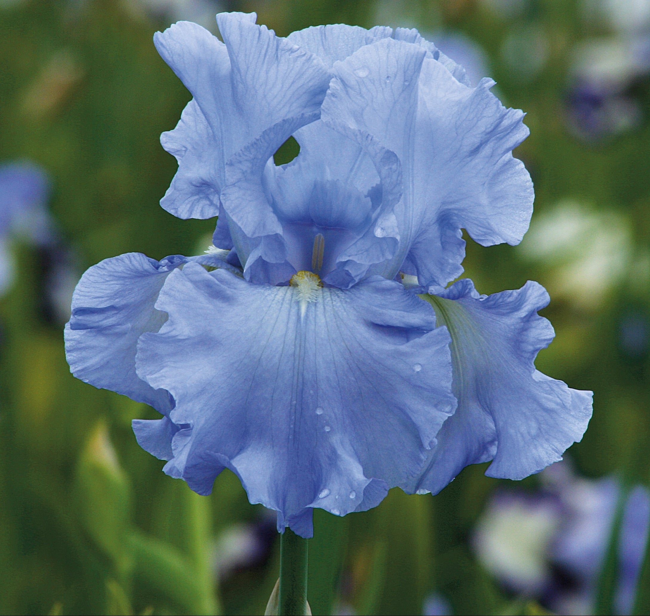 Open Ocean | Tall Bearded Iris – Schreiner's Gardens