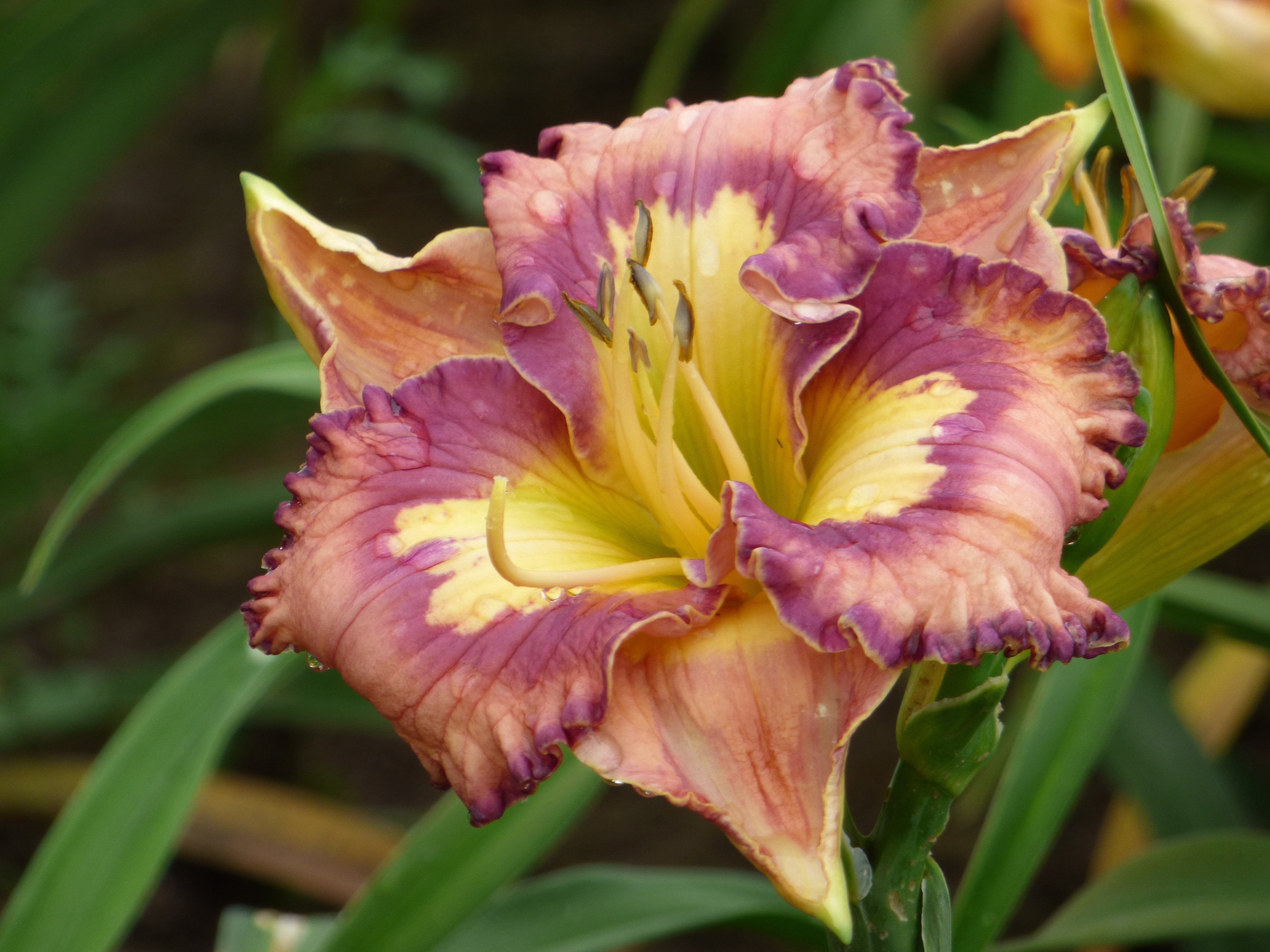 Making Magic | Spring Daylily Catalog – Schreiner's Gardens