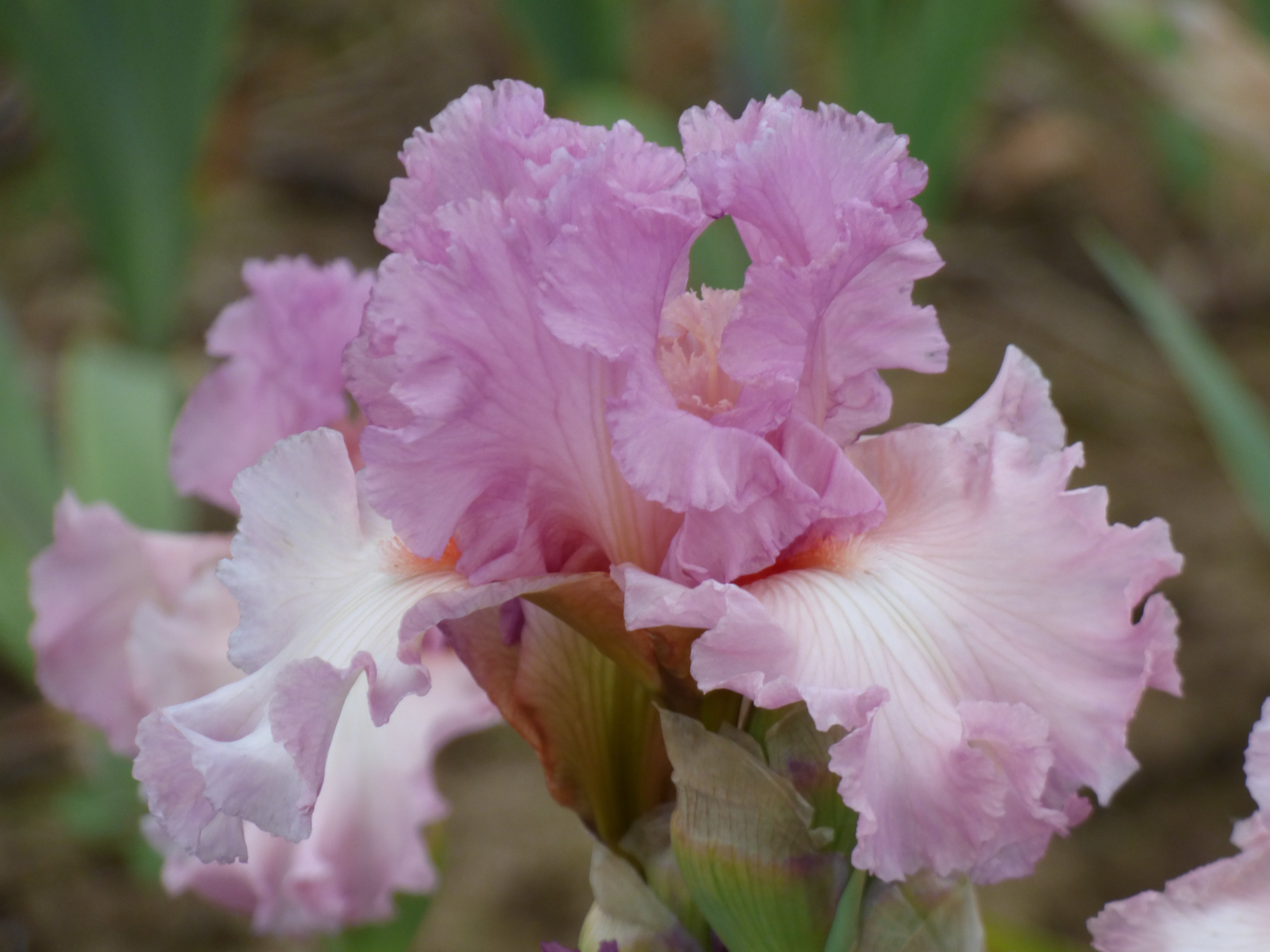 Playing Our Song – Schreiner's Gardens
