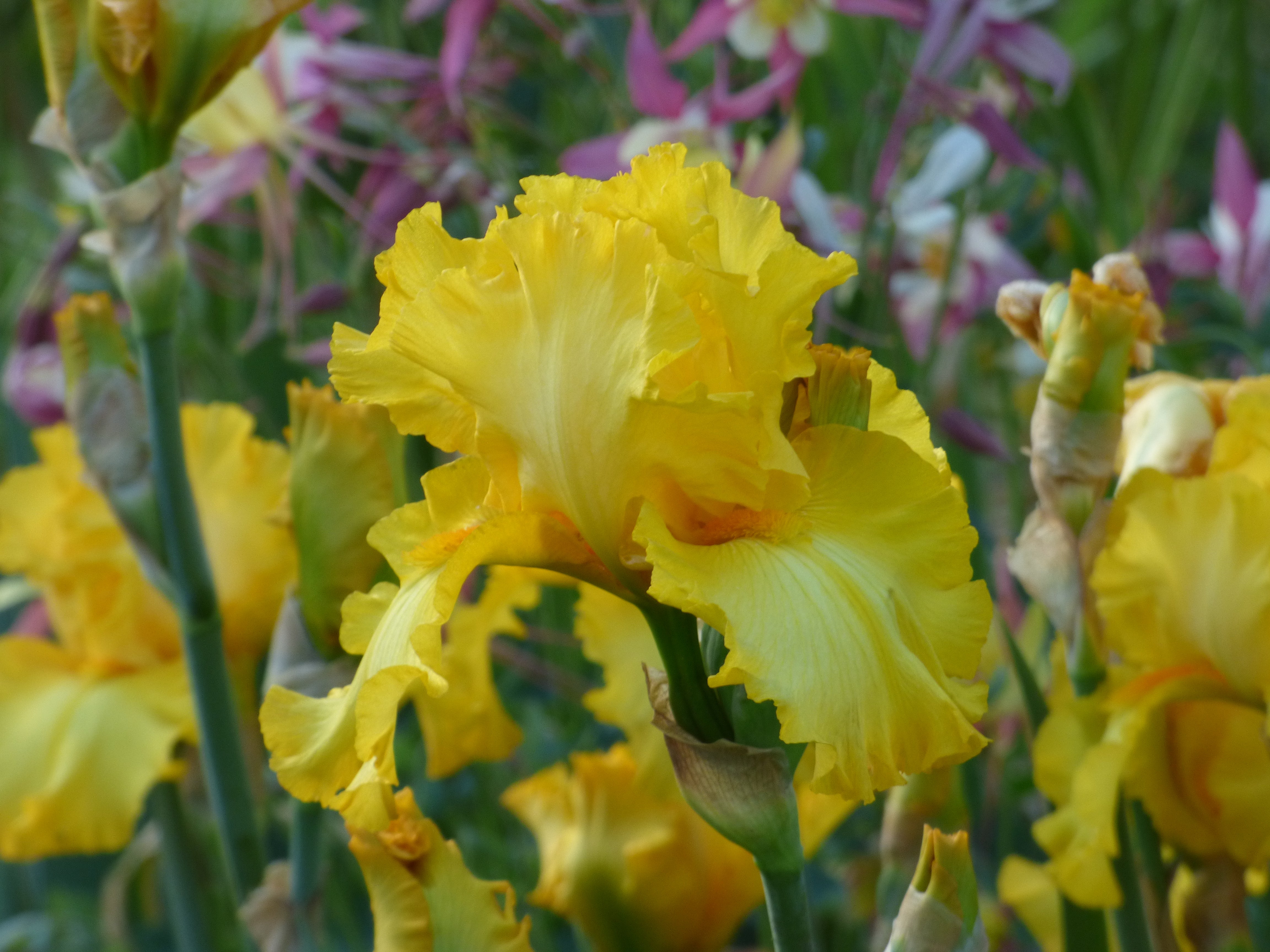 Picasso Moon | Tall Bearded Iris – Schreiner's Gardens