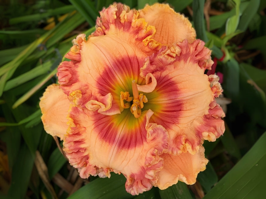 Pretty Little Angel Eyes - Coming Summer 2025 – Schreiner's Gardens