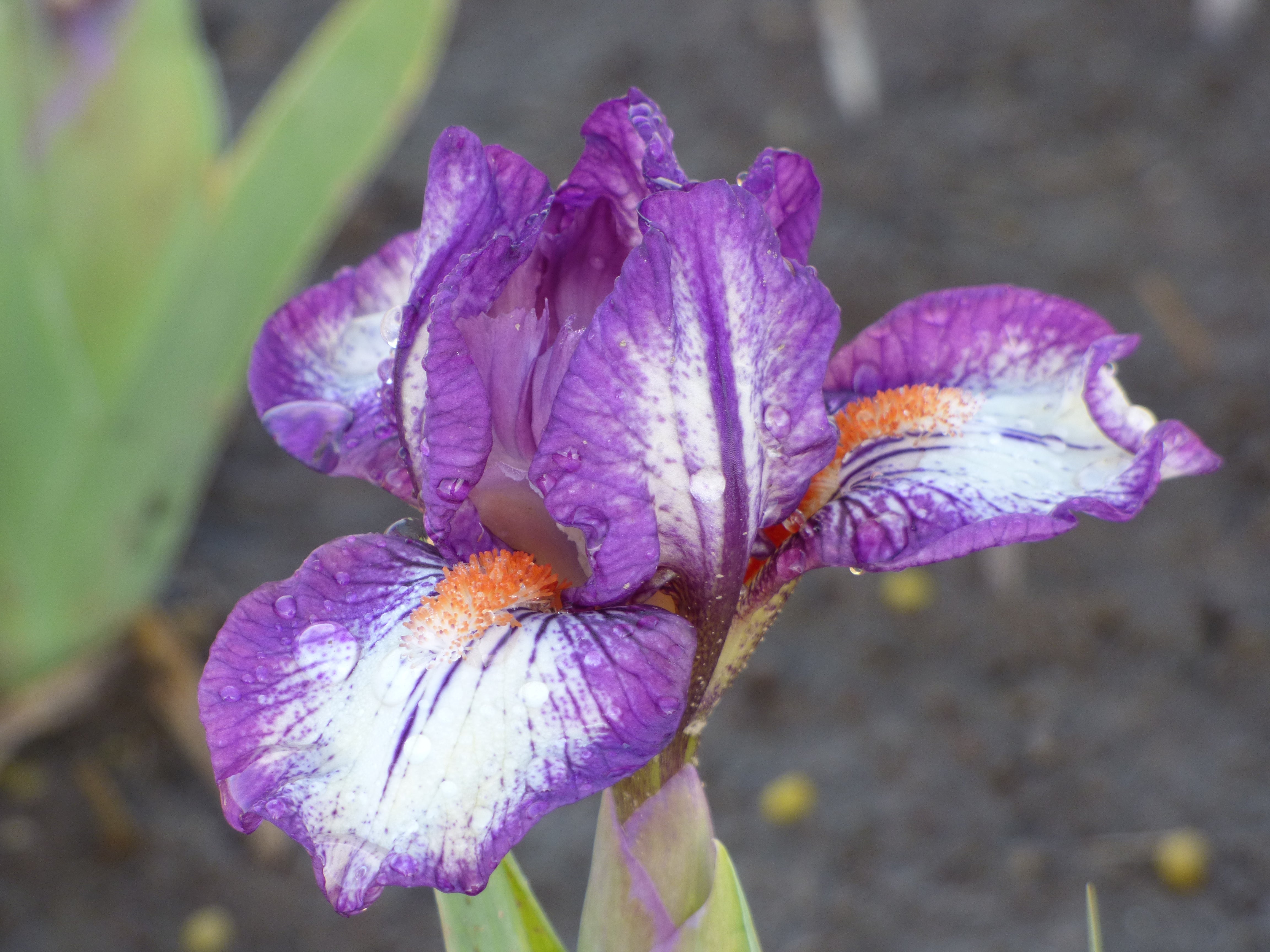 Rad | Dwarf Bearded Iris – Schreiner's Gardens