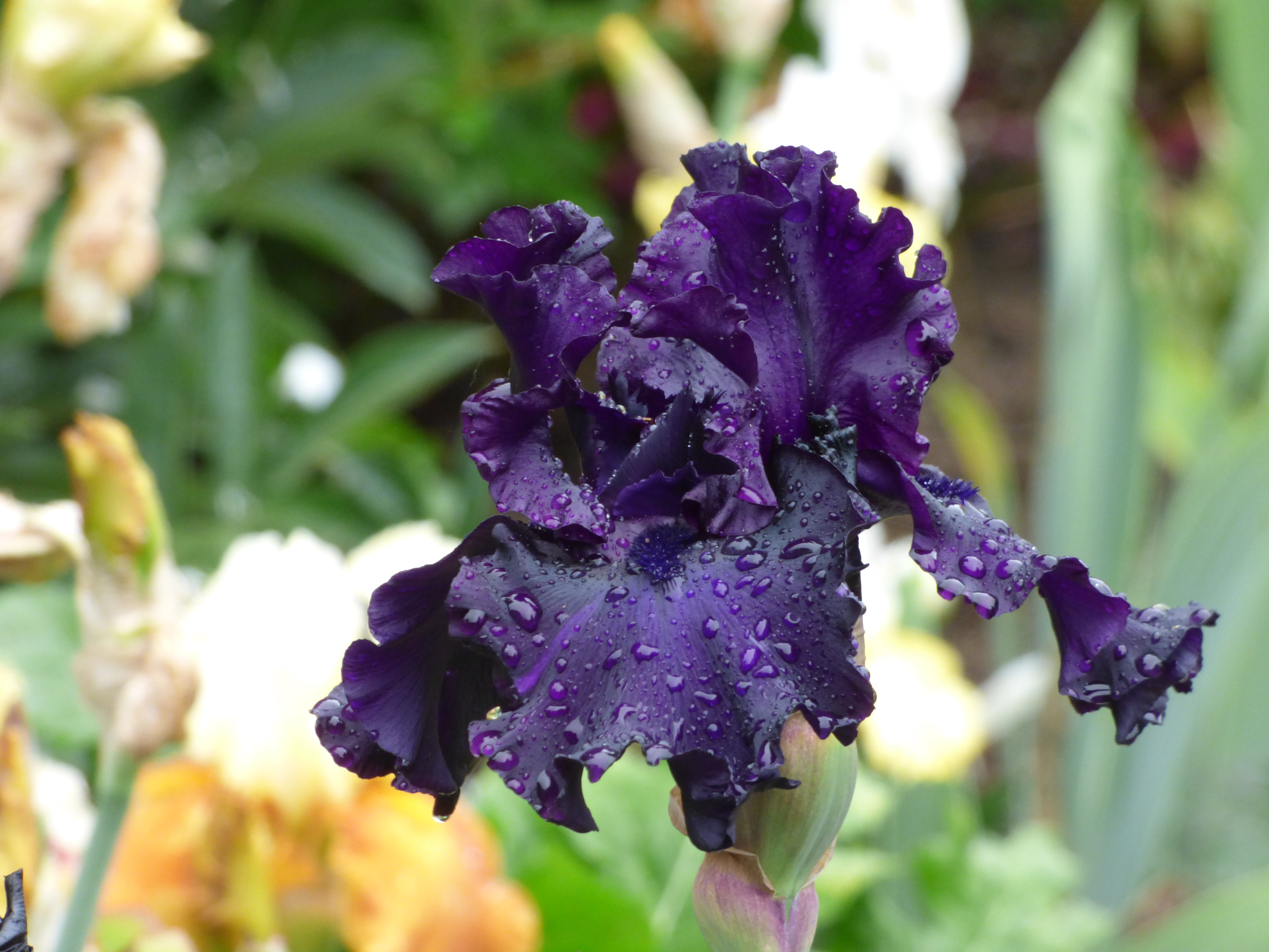 Raven Girl | Tall Bearded Iris – Schreiner's Gardens